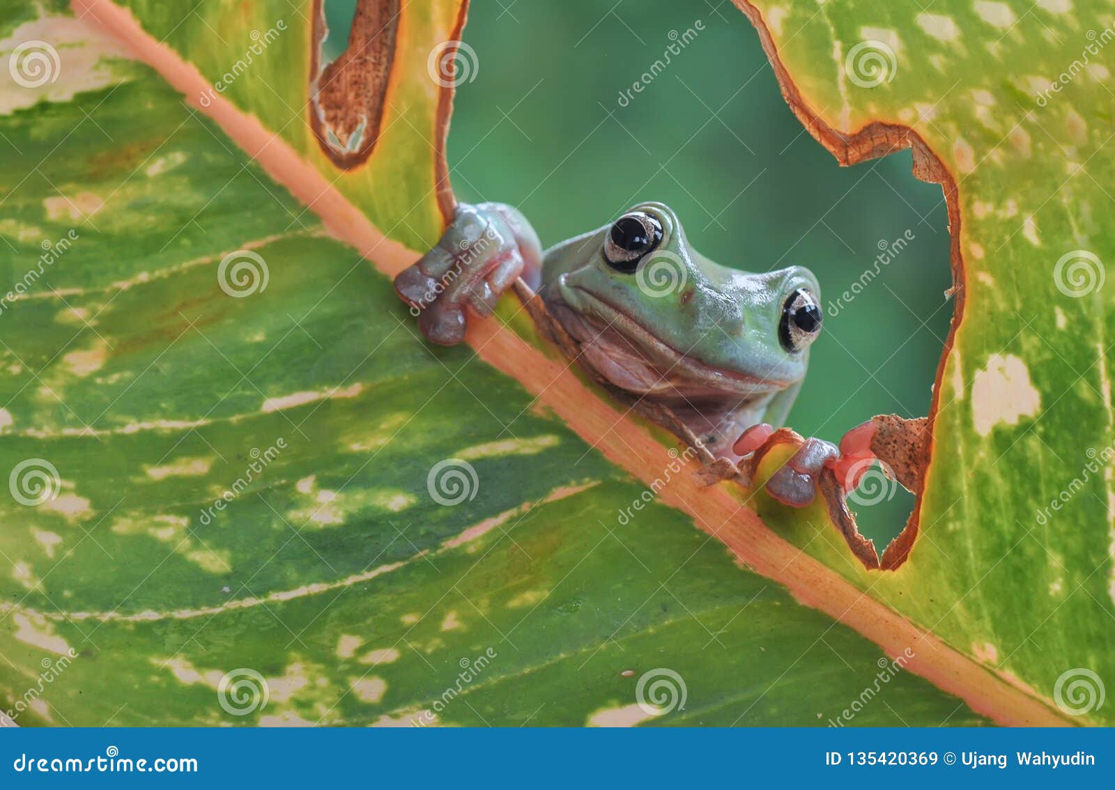 Frog on a leaf stock image. Image of orange, animal - 135420369