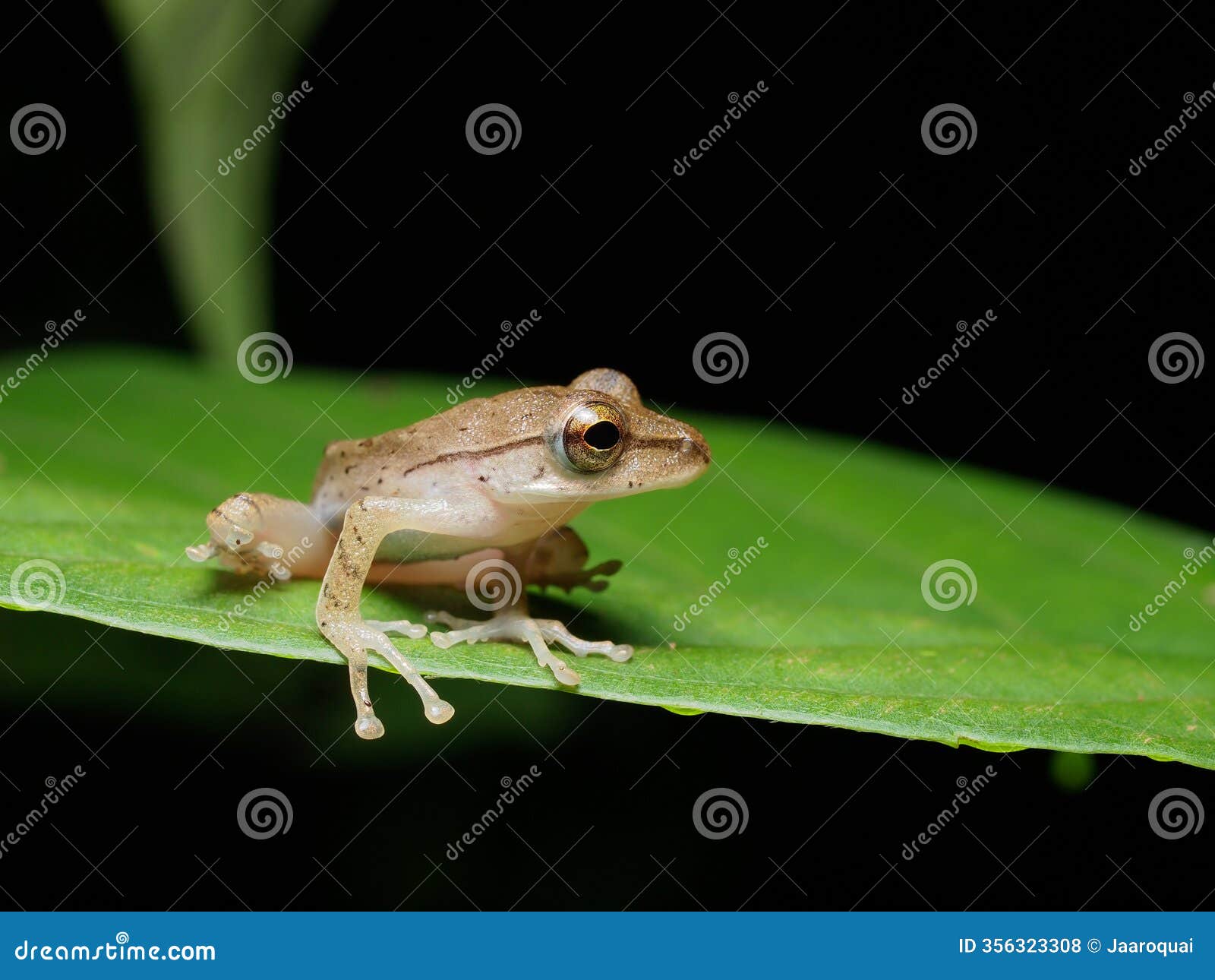 Frog on a Leaf stock photo. Image of frog, amphibian - 356323308