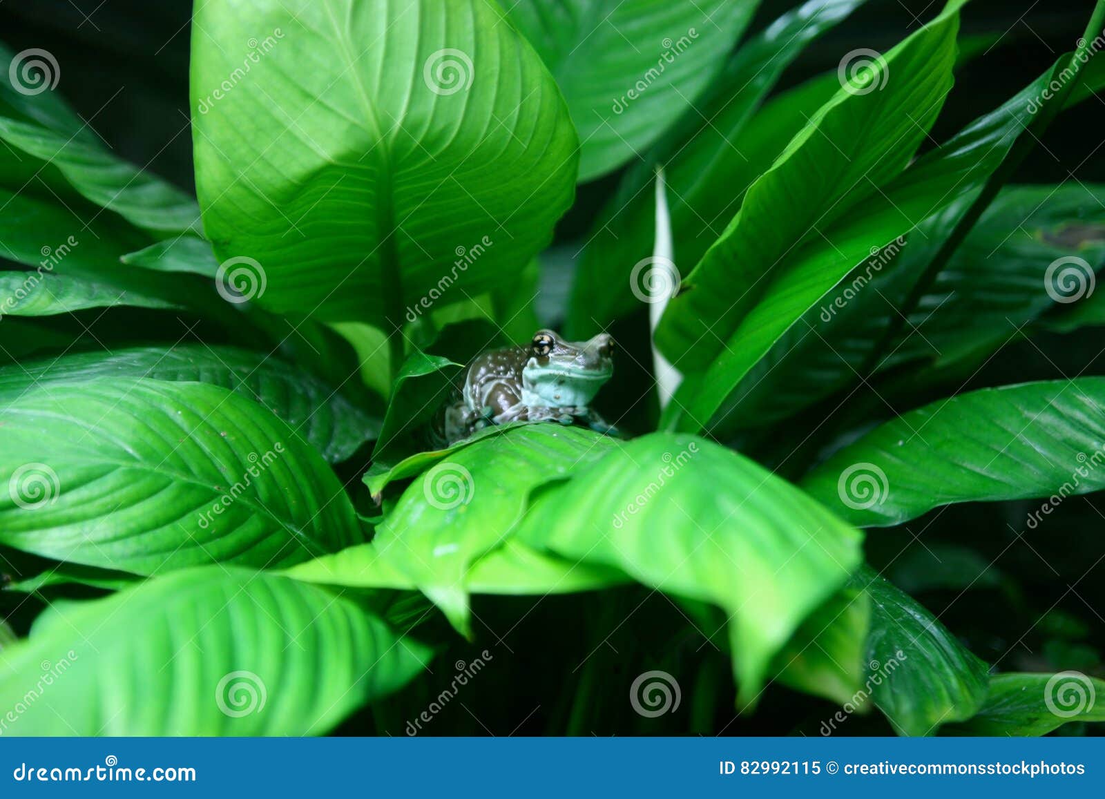 Frog On Leafy Plant Picture. Image: 82992115