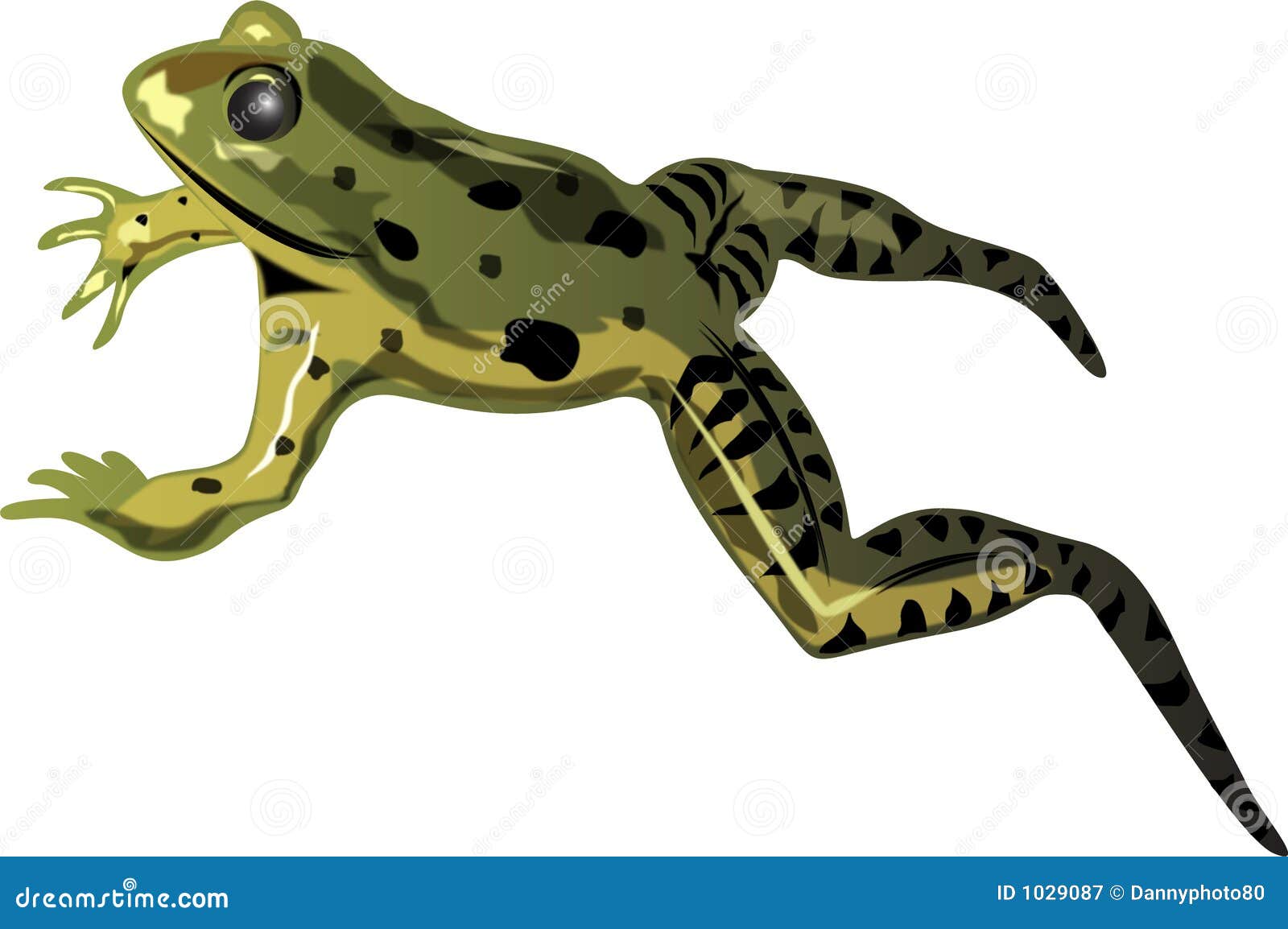 Frog Leaping Royalty Free Stock Photography - Image: 1029087