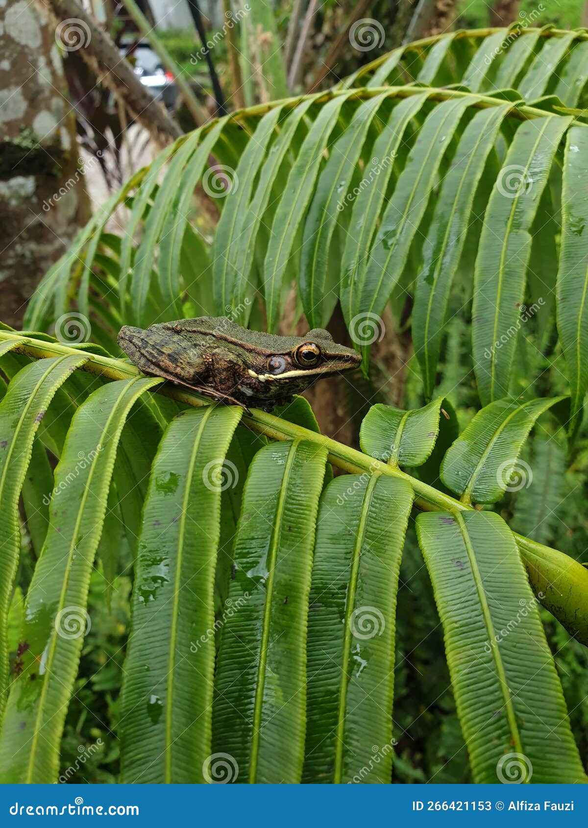 Frog at the leaves stock image. Image of tree, plant - 266421153