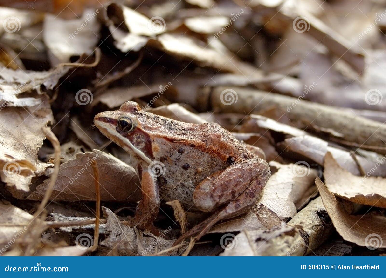 Frog in Leaves stock image. Image of nature, legs, leaves - 684315