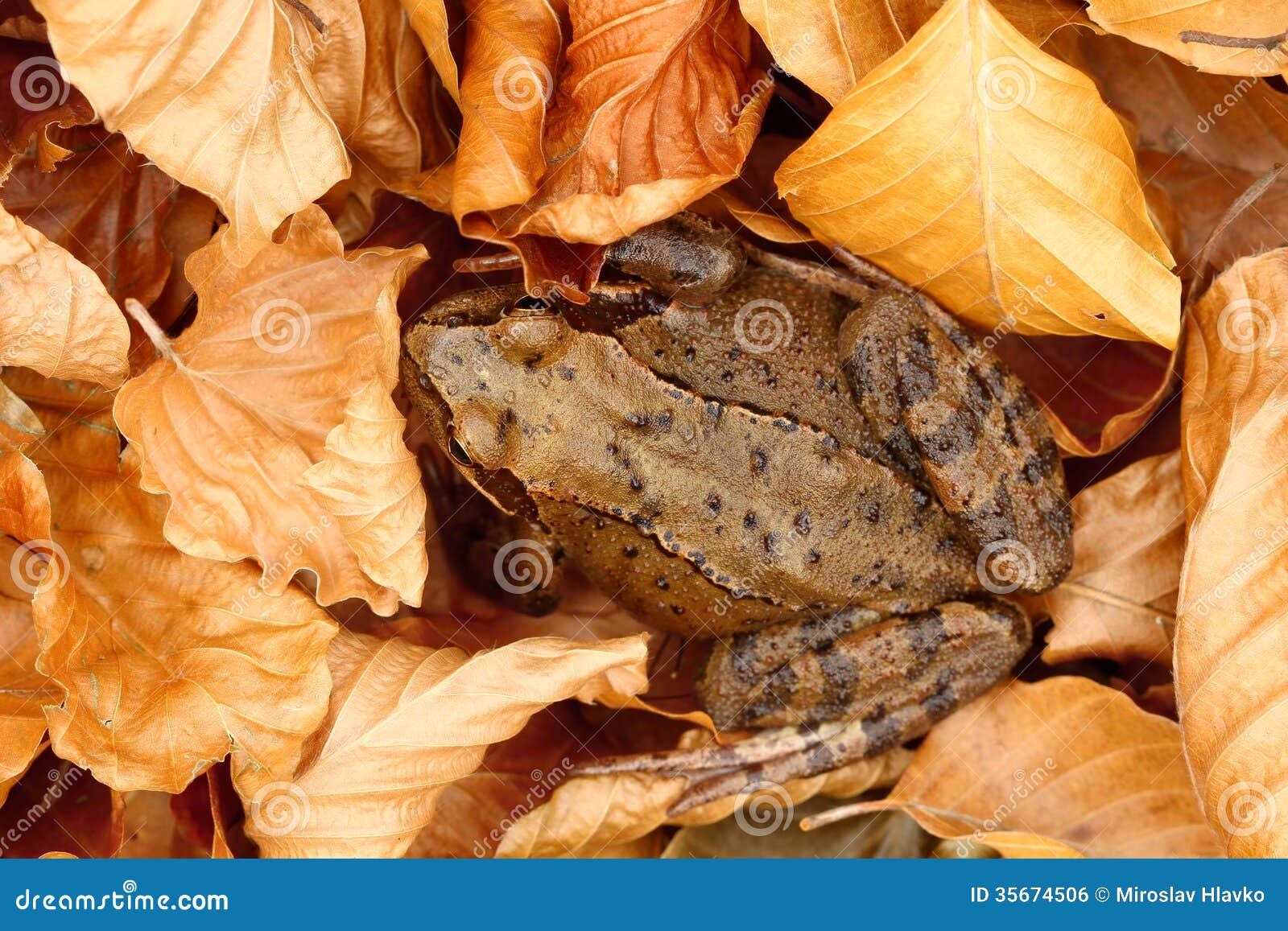 Frog in leaves stock photo. Image of wild, leaf, frog - 35674506