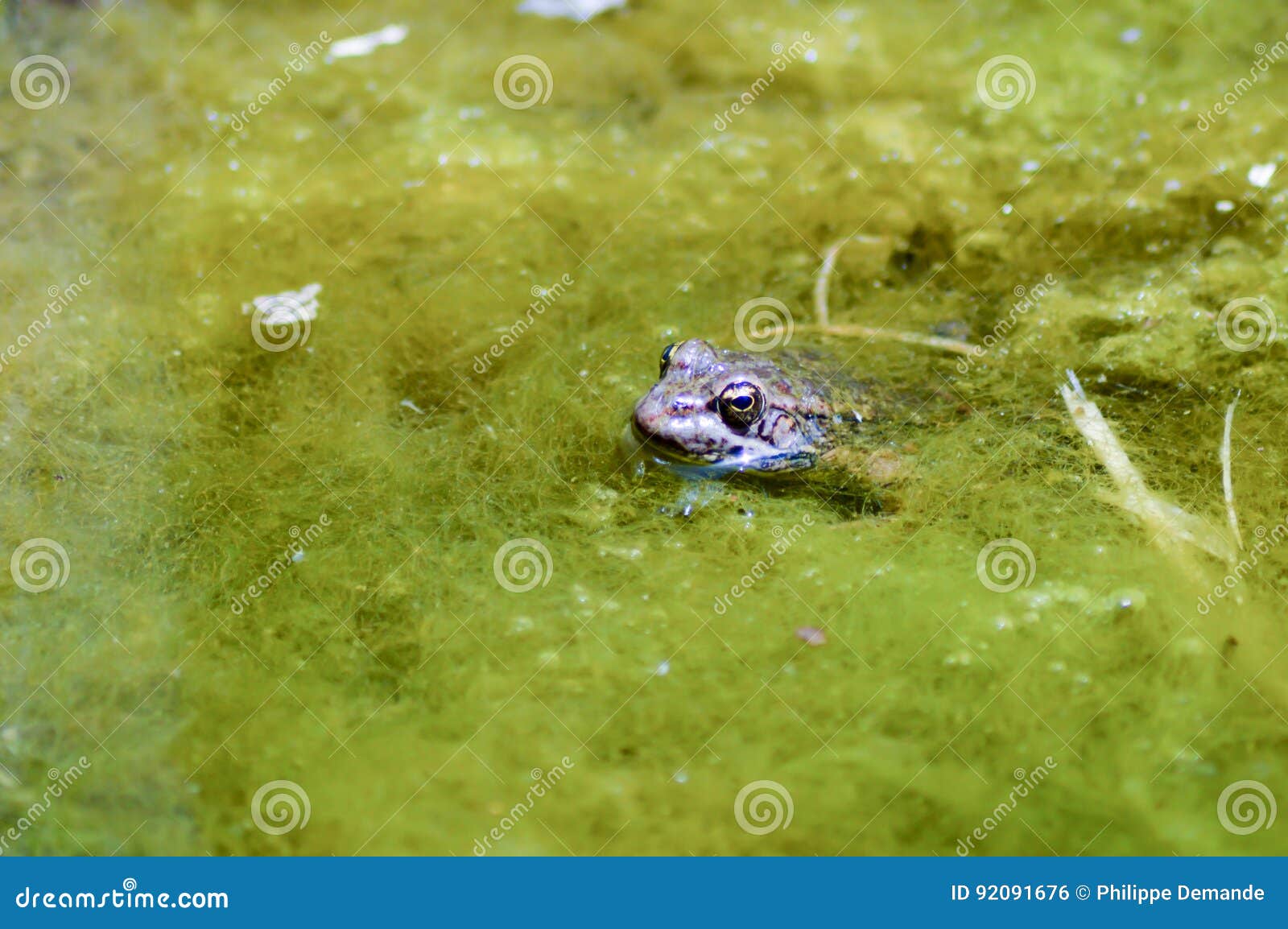 Frog leaving the head stock photo. Image of looking, ecology - 92091676