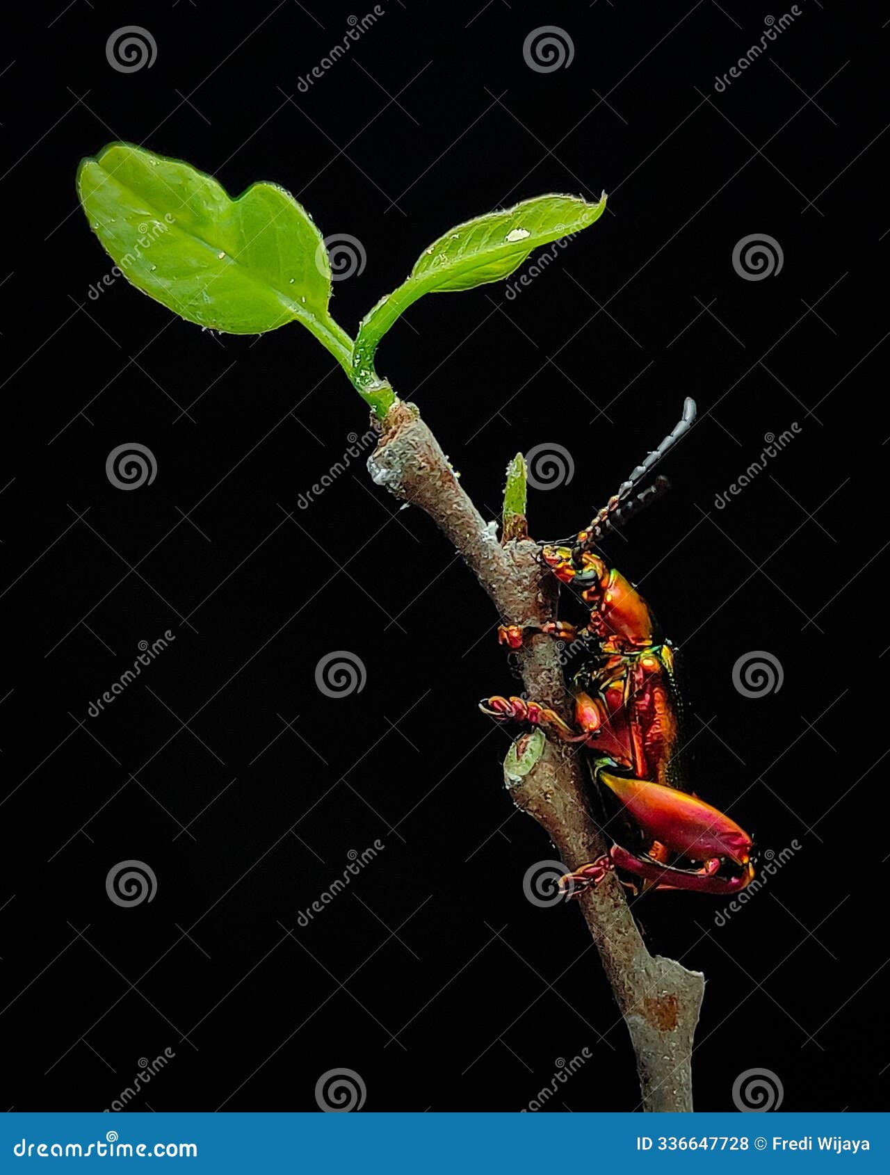 Frog-leg Beetle Holding The Twig Plant Royalty-Free Stock Image ...