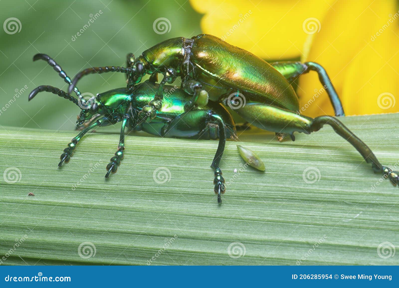 Frog-legged Leaf Beetle Copulating on the Grass Stem. Stock Photo ...