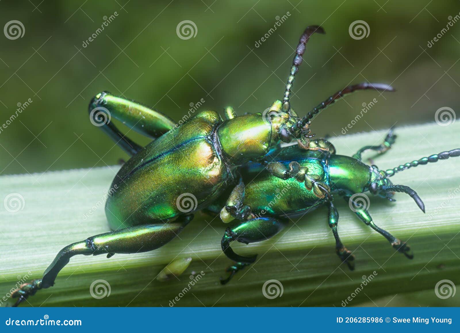 Frog-legged Leaf Beetle Copulating on the Grass Stem. Stock Photo ...