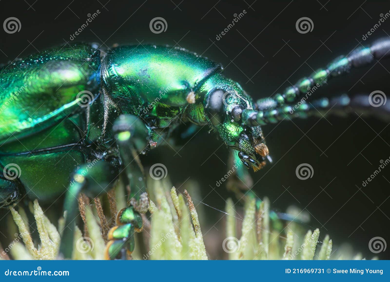 The Frog-legged Leaf Beetle on the Hyptis Capitata Bud. Stock Image ...