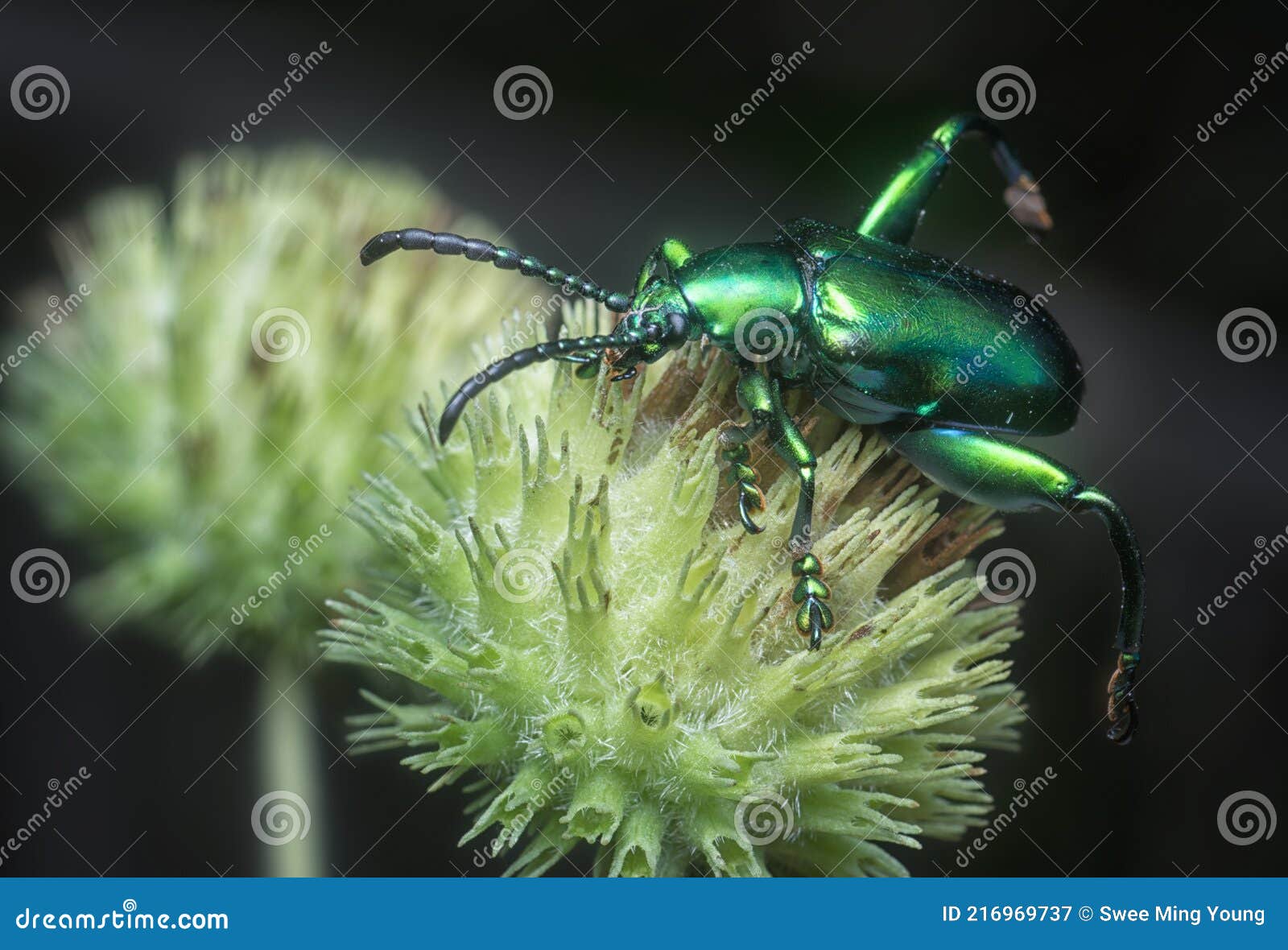 The Frog-legged Leaf Beetle on the Hyptis Capitata Bud. Stock Image ...