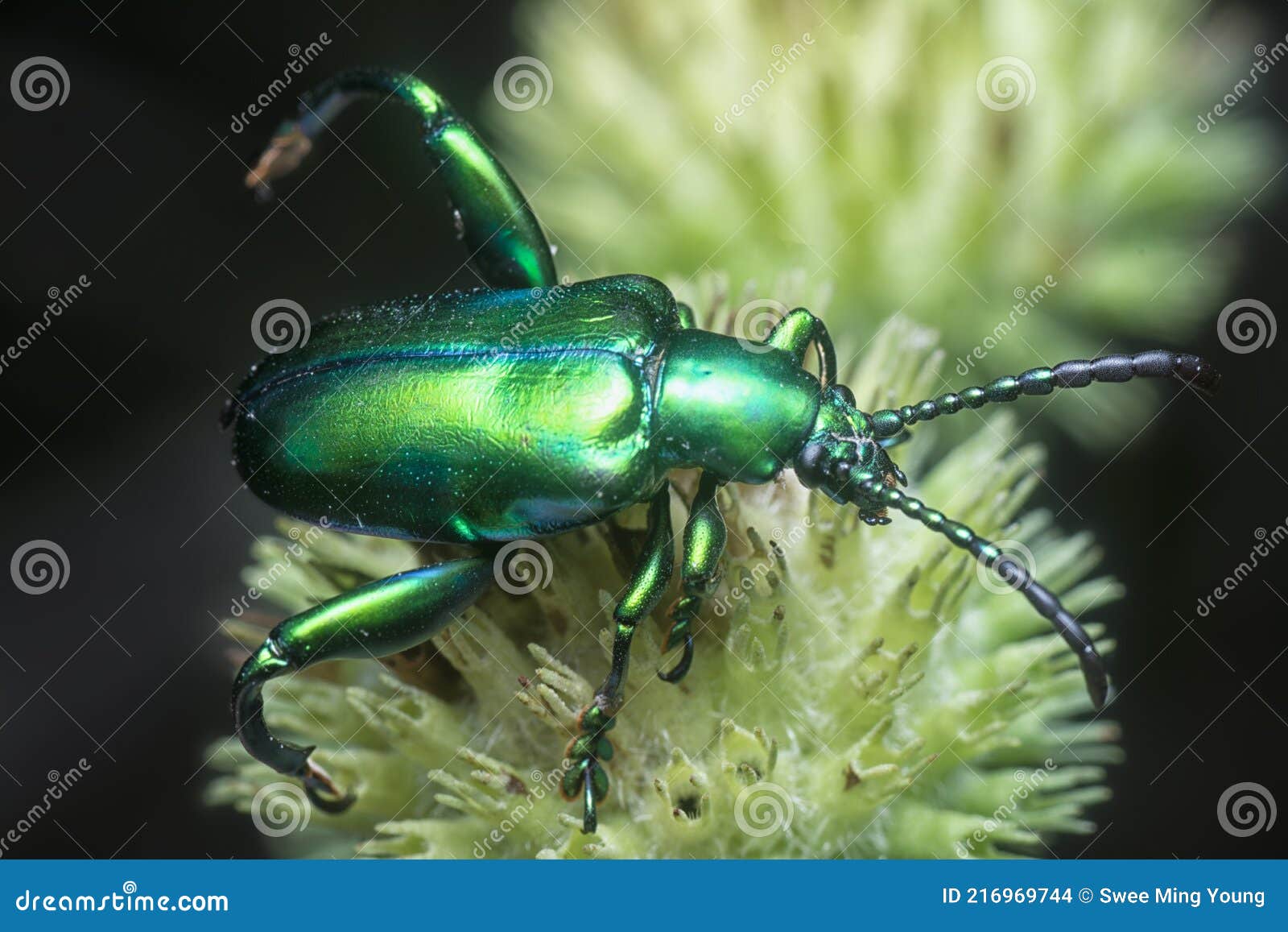 The Frog-legged Leaf Beetle on the Hyptis Capitata Bud. Stock Photo ...