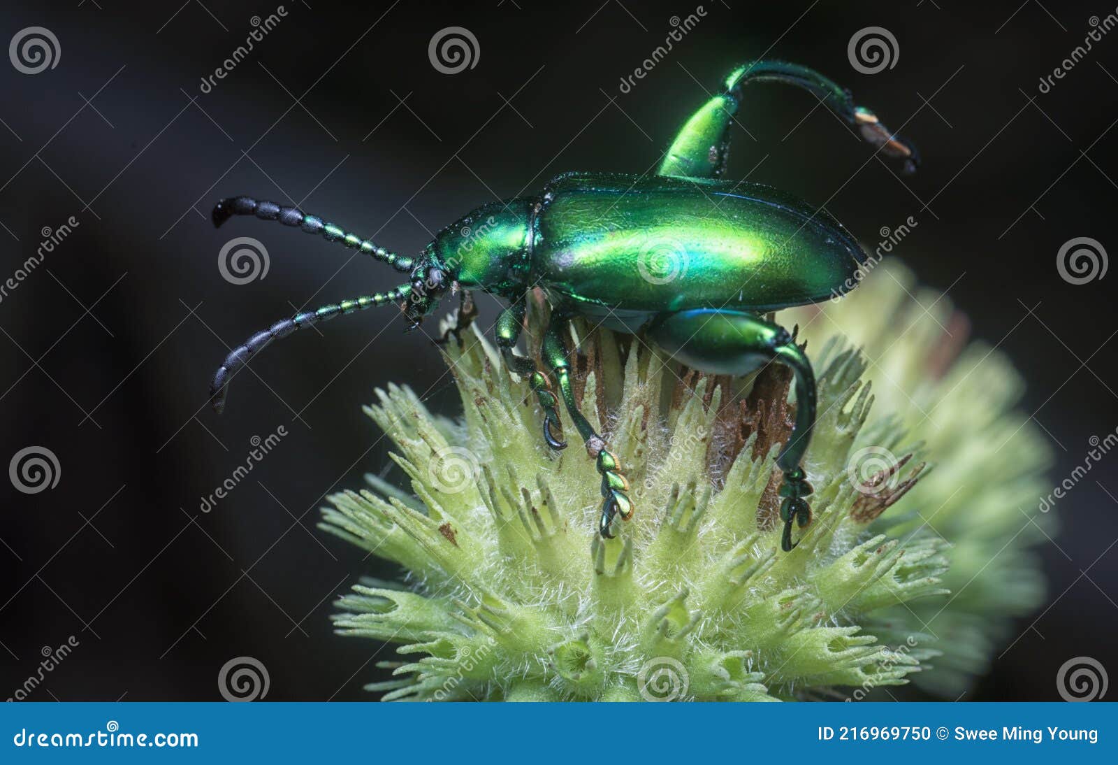 The Frog-legged Leaf Beetle On The Hyptis Capitata Bud. Stock ...
