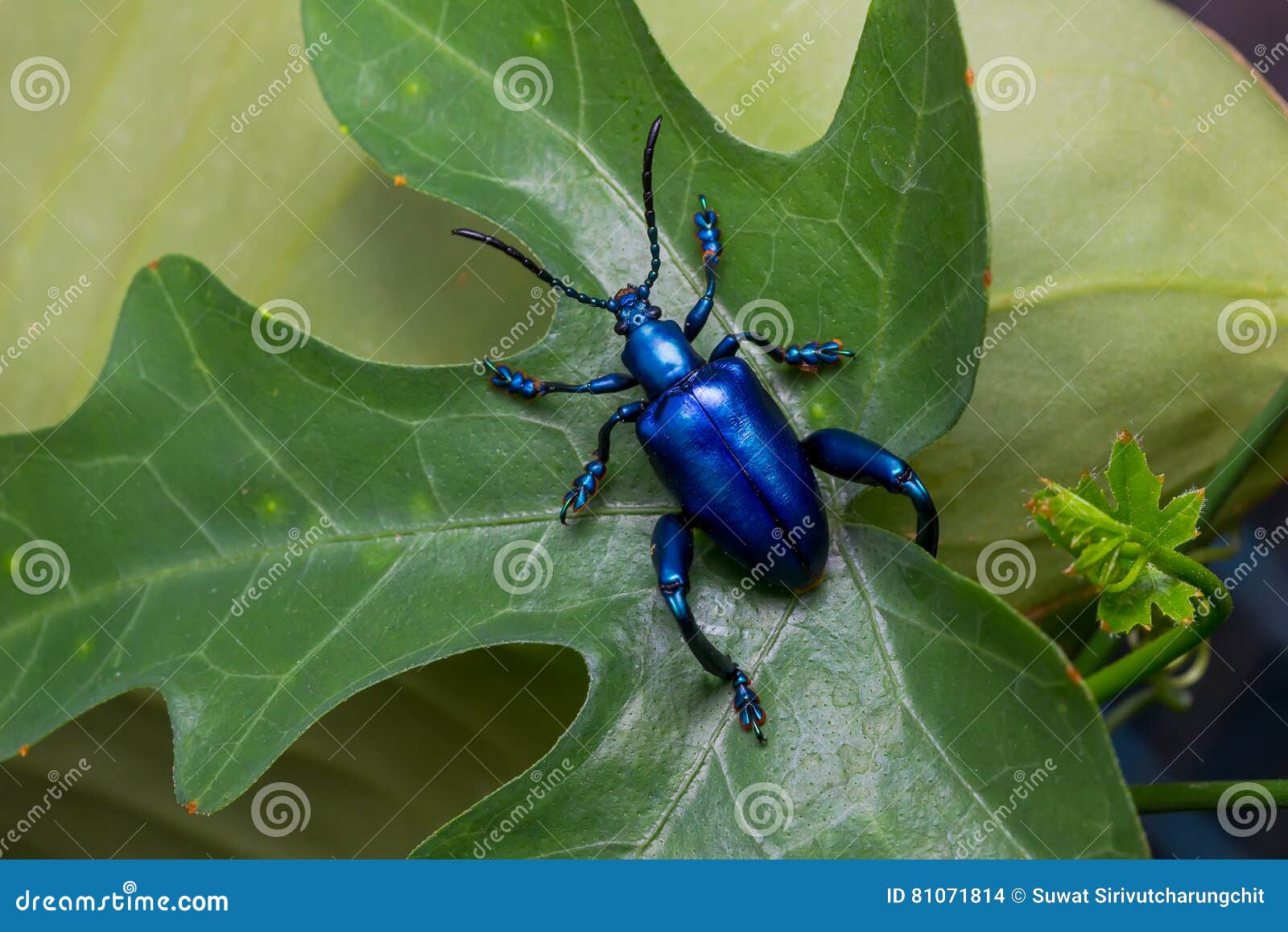 Frog Legged Leaf Beetle Sagra Buqueti Stock Photo - Image of buqueti ...