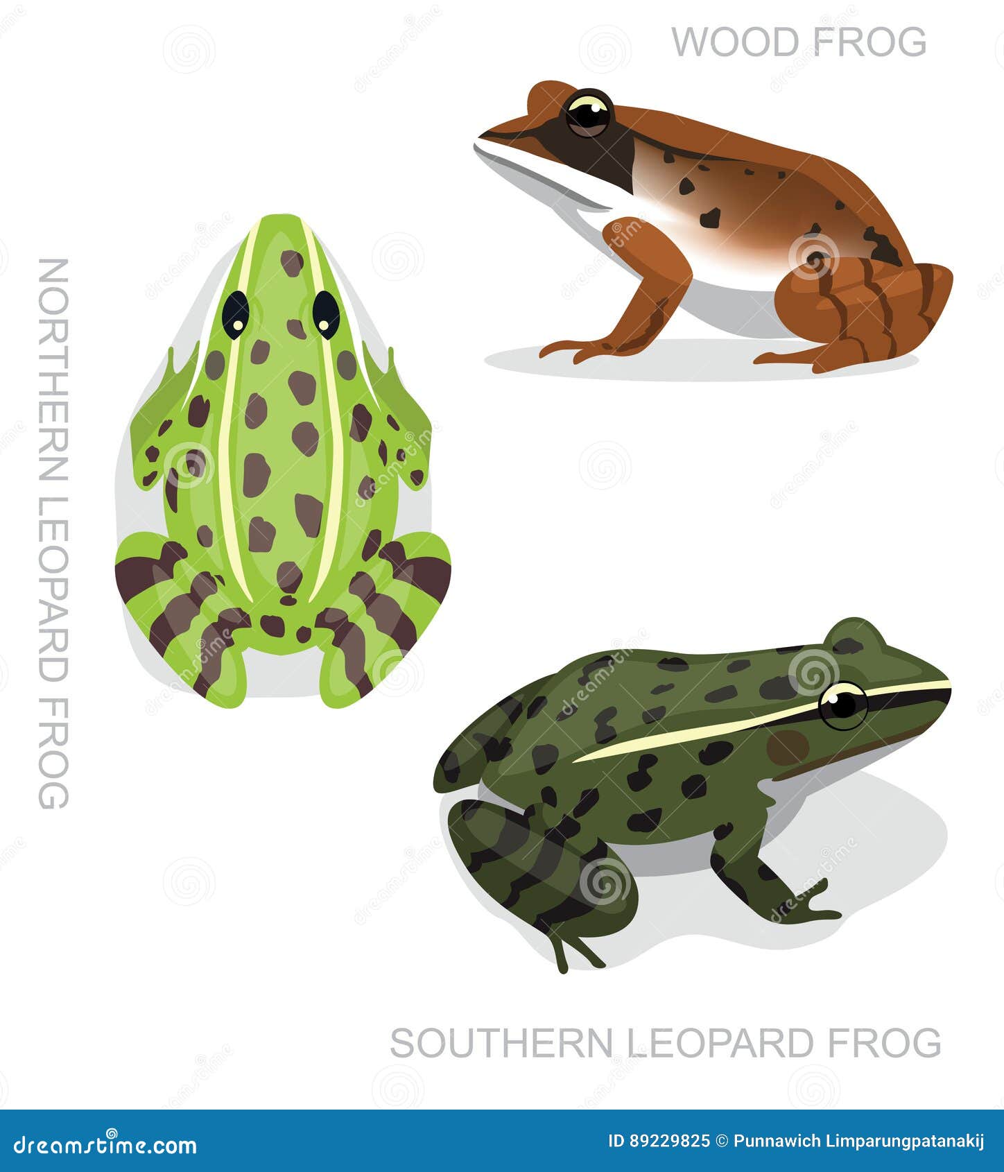 Southern Leopard Frog Drawing
