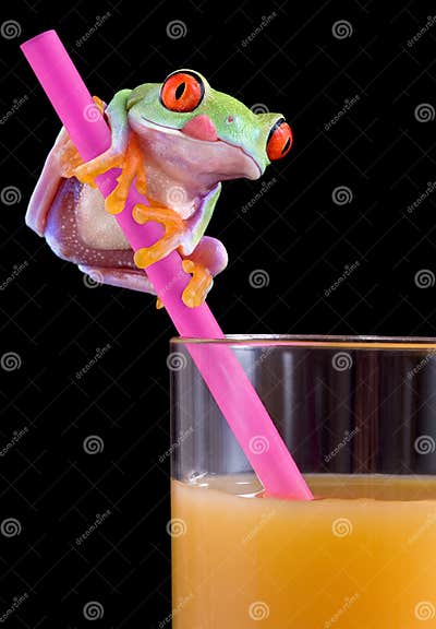Frog licking lips over OJ stock photo. Image of amphibian - 6251248