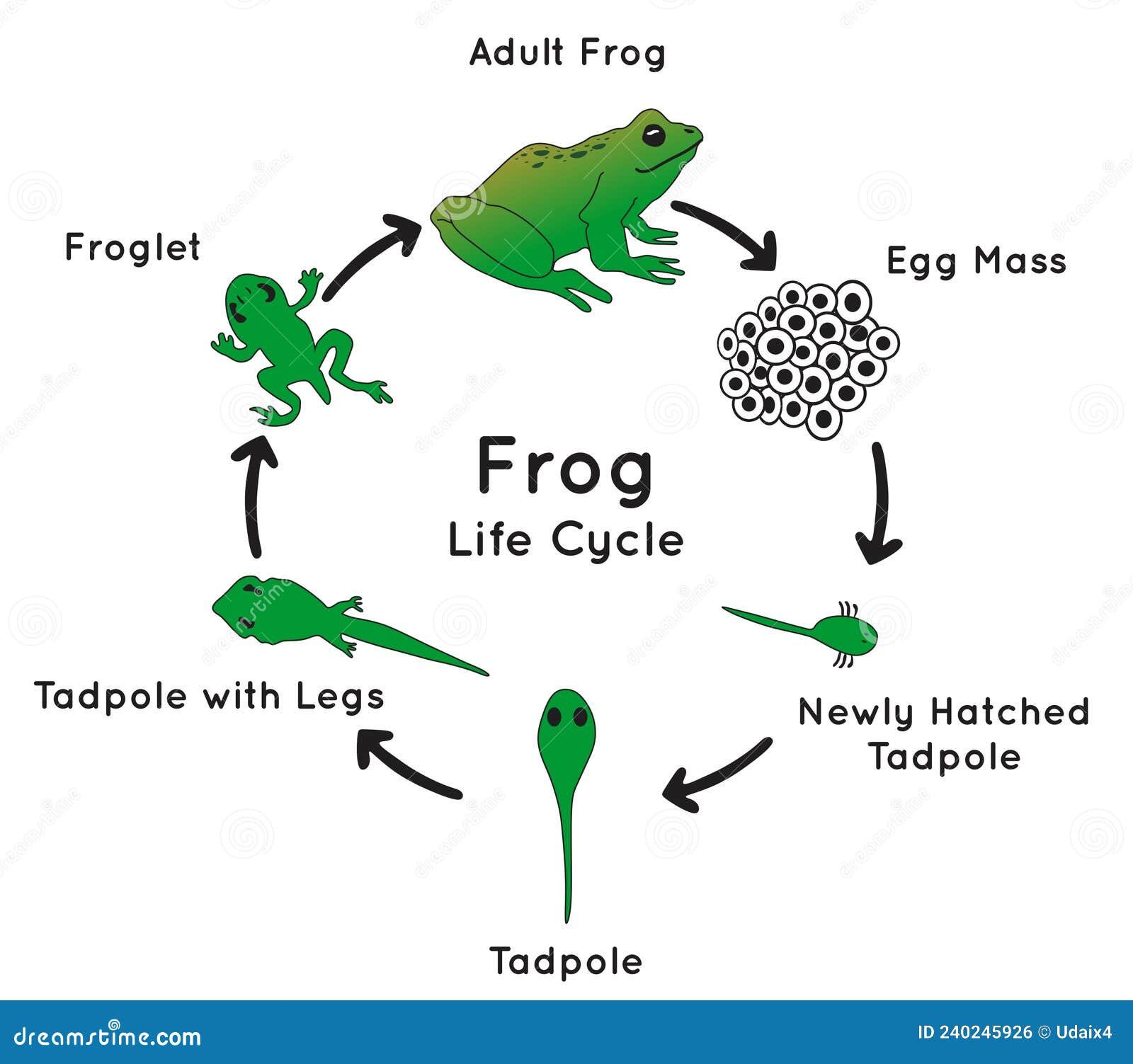 Frog Life Cycle Infographic Diagram Including Lifecycle Stages Stock Hot Sex Picture