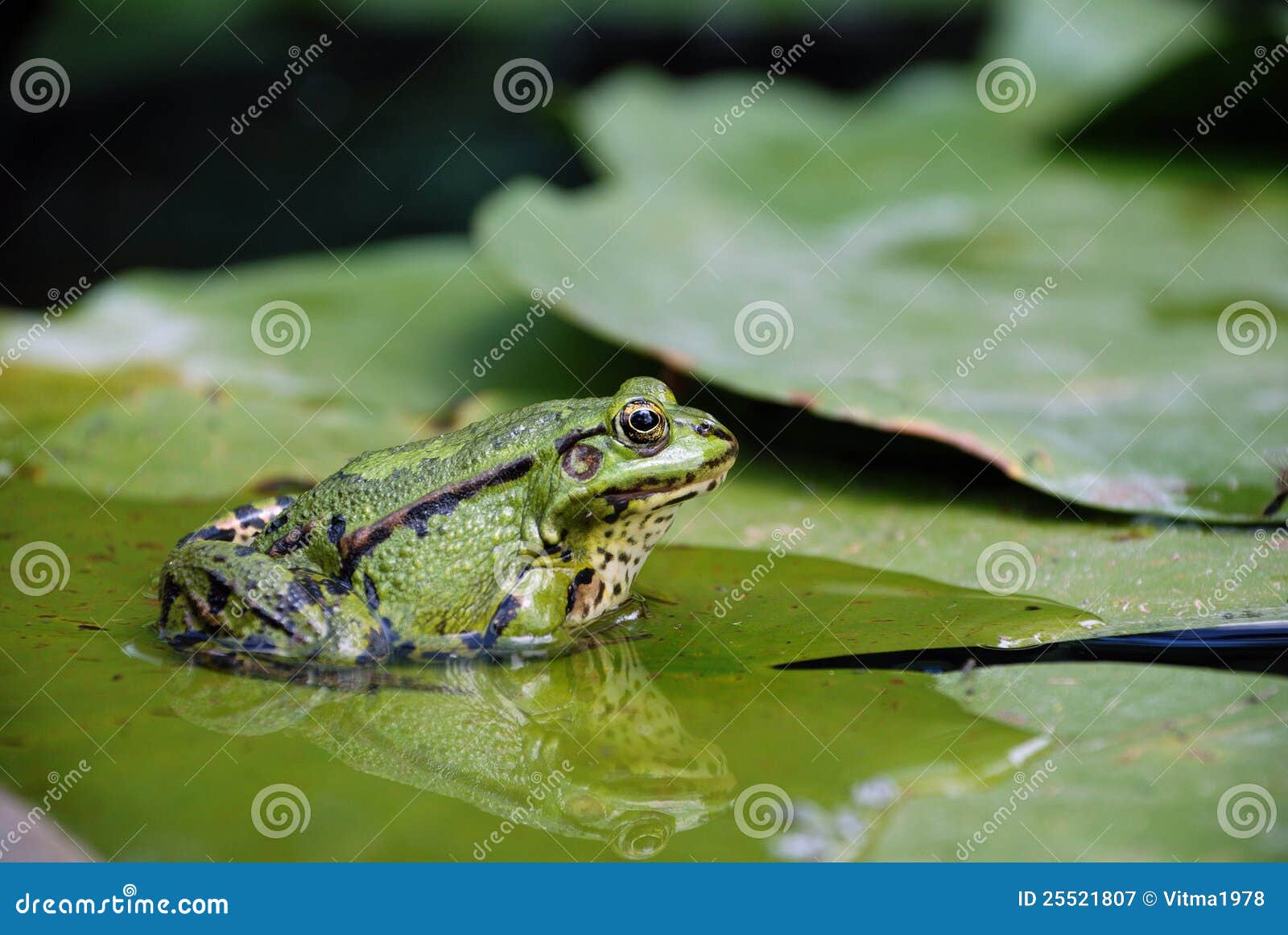 Frog On A Lily Leaf In Pond Stock Image Image Of Pond Toad 25521807