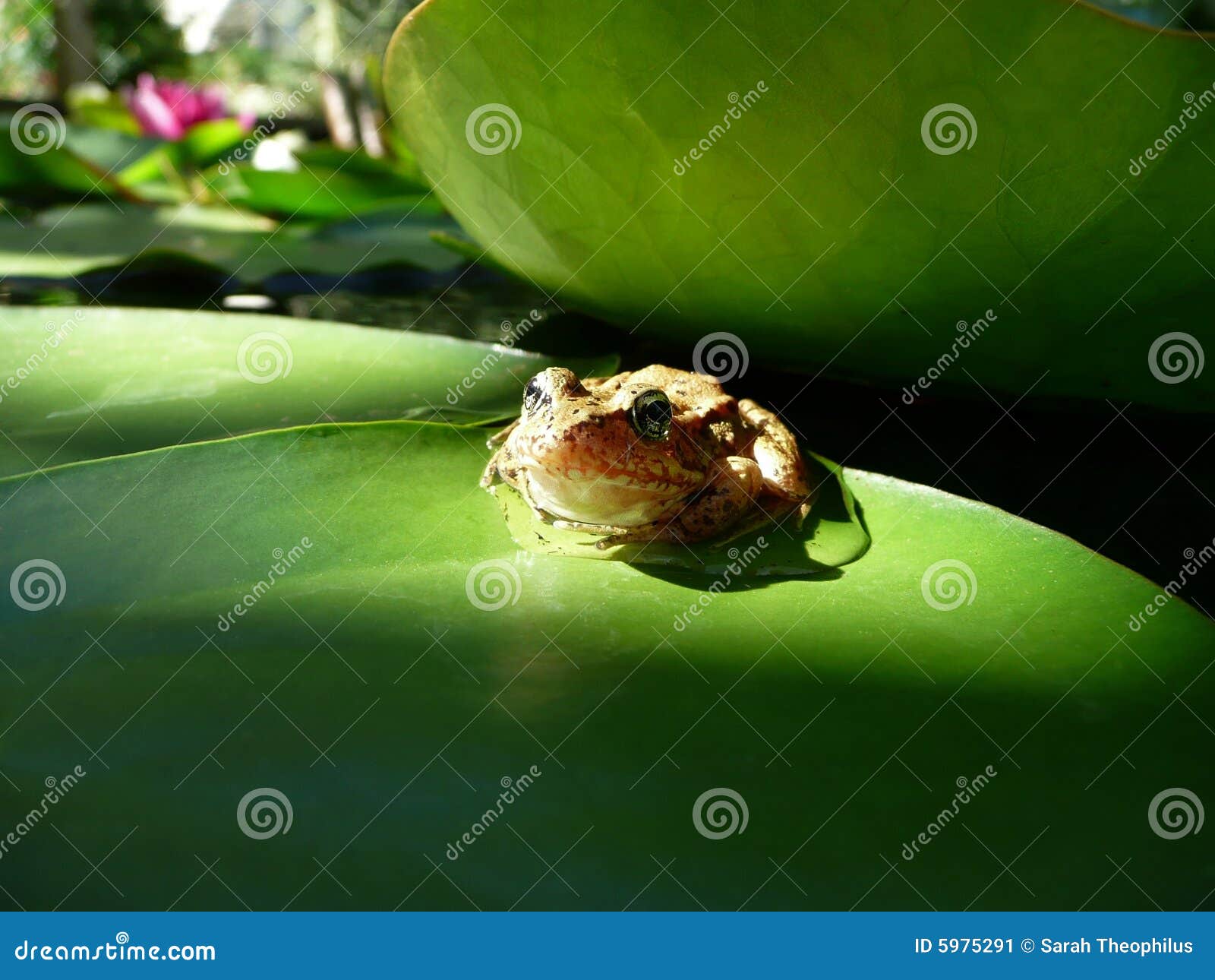 Frog On Lily Pad A Macro Background Royalty-Free Stock Photo ...