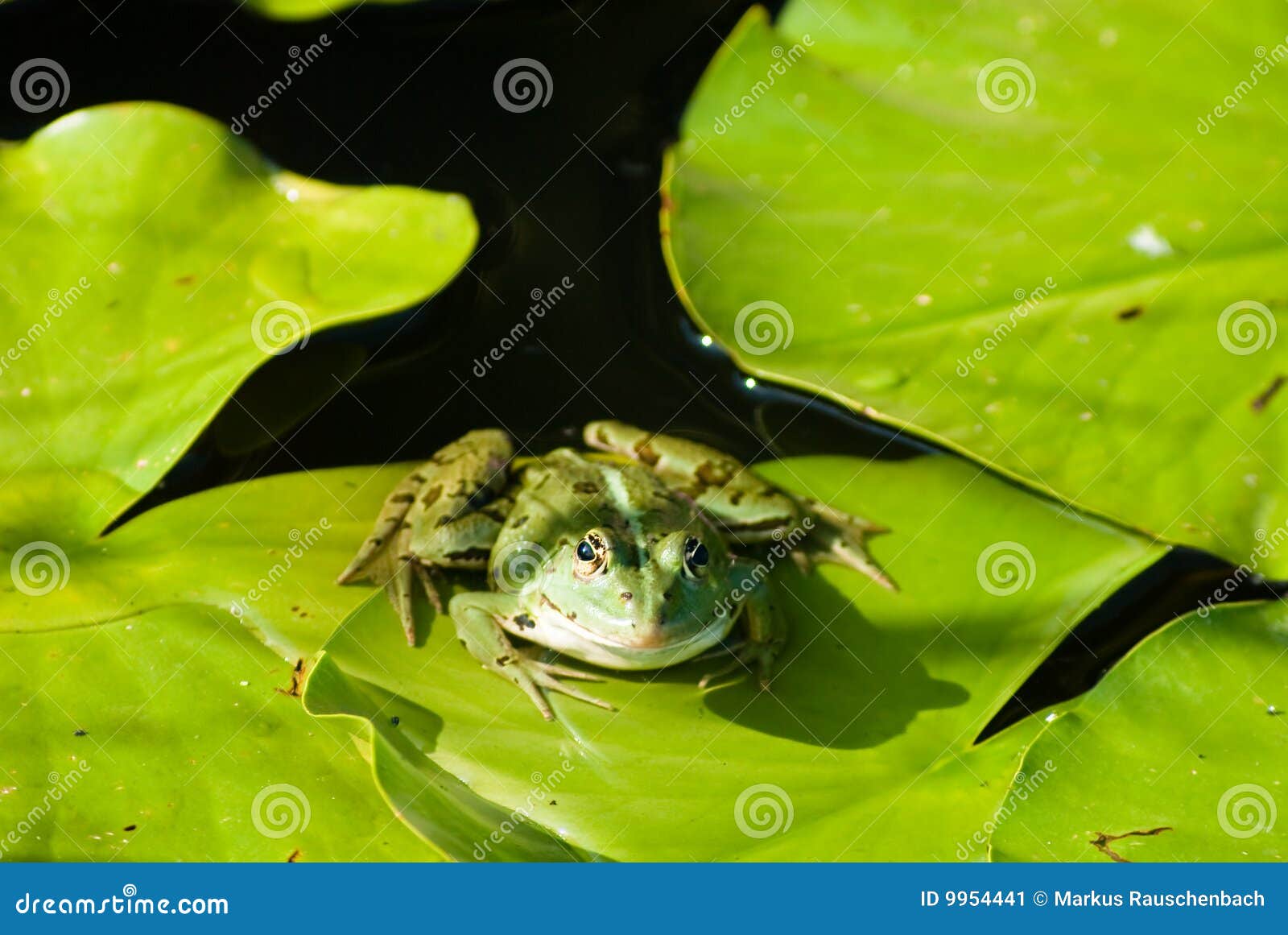 Frog on lily pad stock image. Image of aquatic, sunny - 9954441