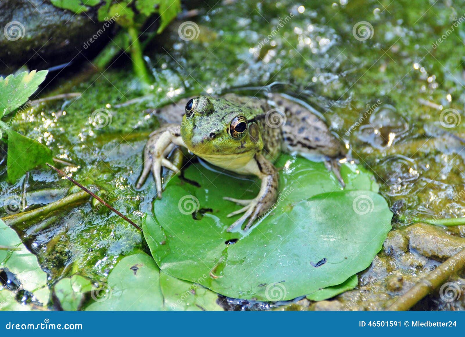 Frog on lily pad stock image. Image of jump, habitat - 46501591