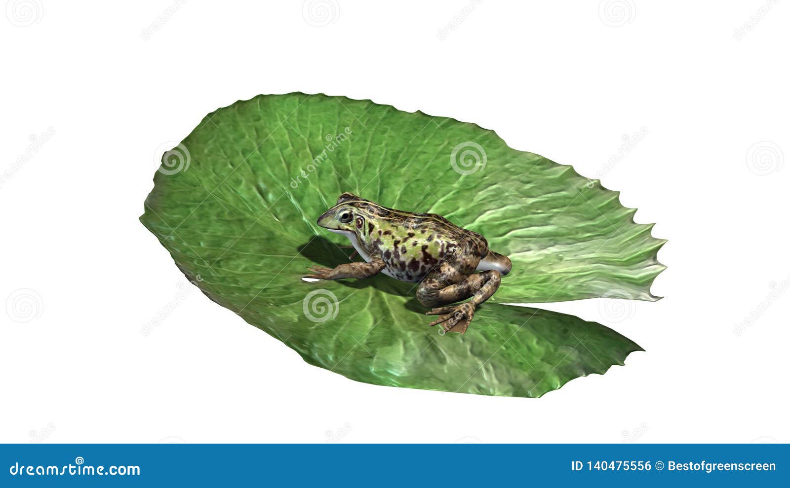 Frog on Lily Pad - Left Side View Stock Illustration - Illustration of ...