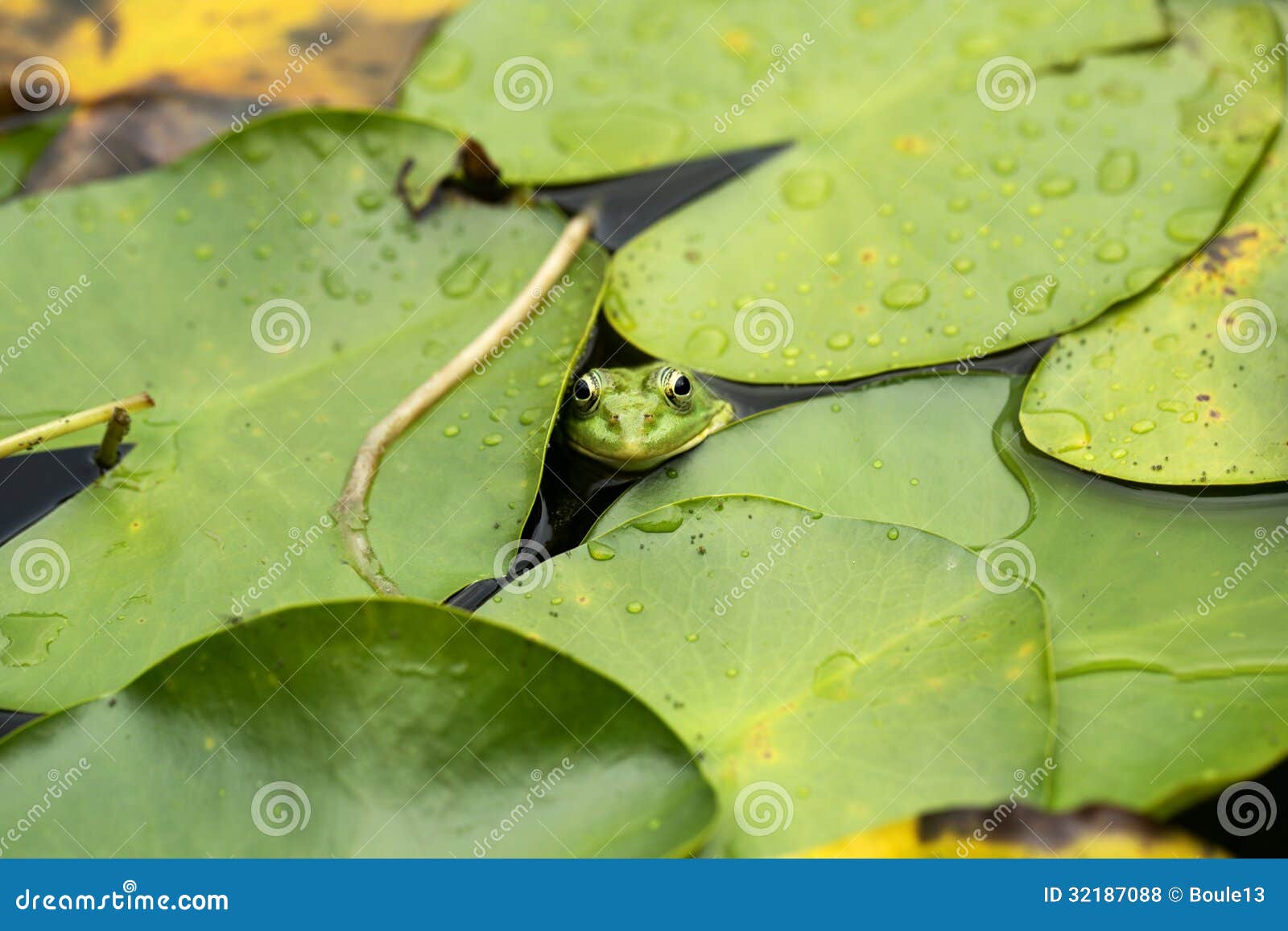 Frog on lily pad stock photo. Image of jump, closeup - 32187088