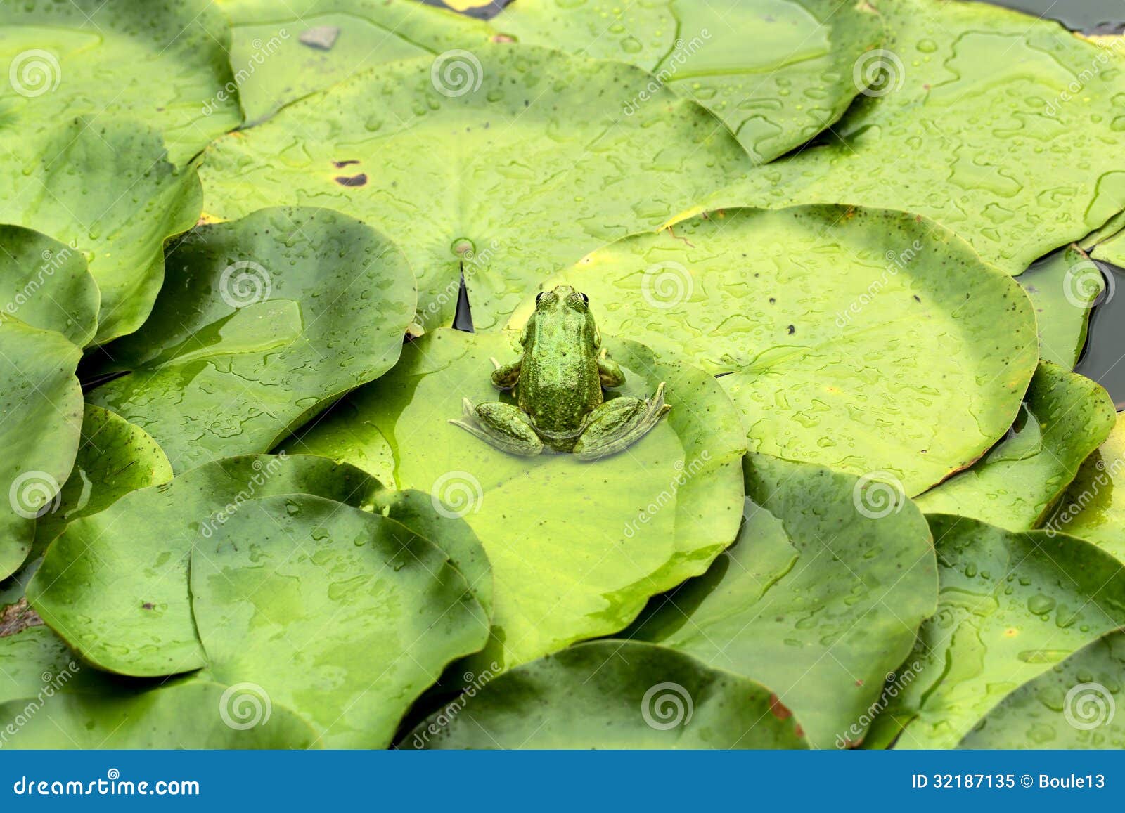 Frog on lily pad stock image. Image of lake, common, lilypad - 32187135