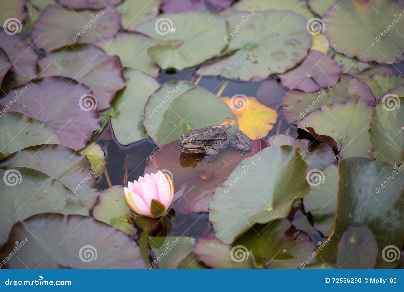 Frog on Lily Pads in a Garden Pond Stock Photo - Image of floral, lily ...