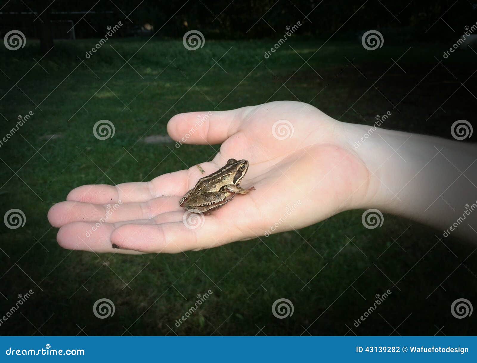 Frog stock photo. Image of reptile, frog, humans, hand - 43139282
