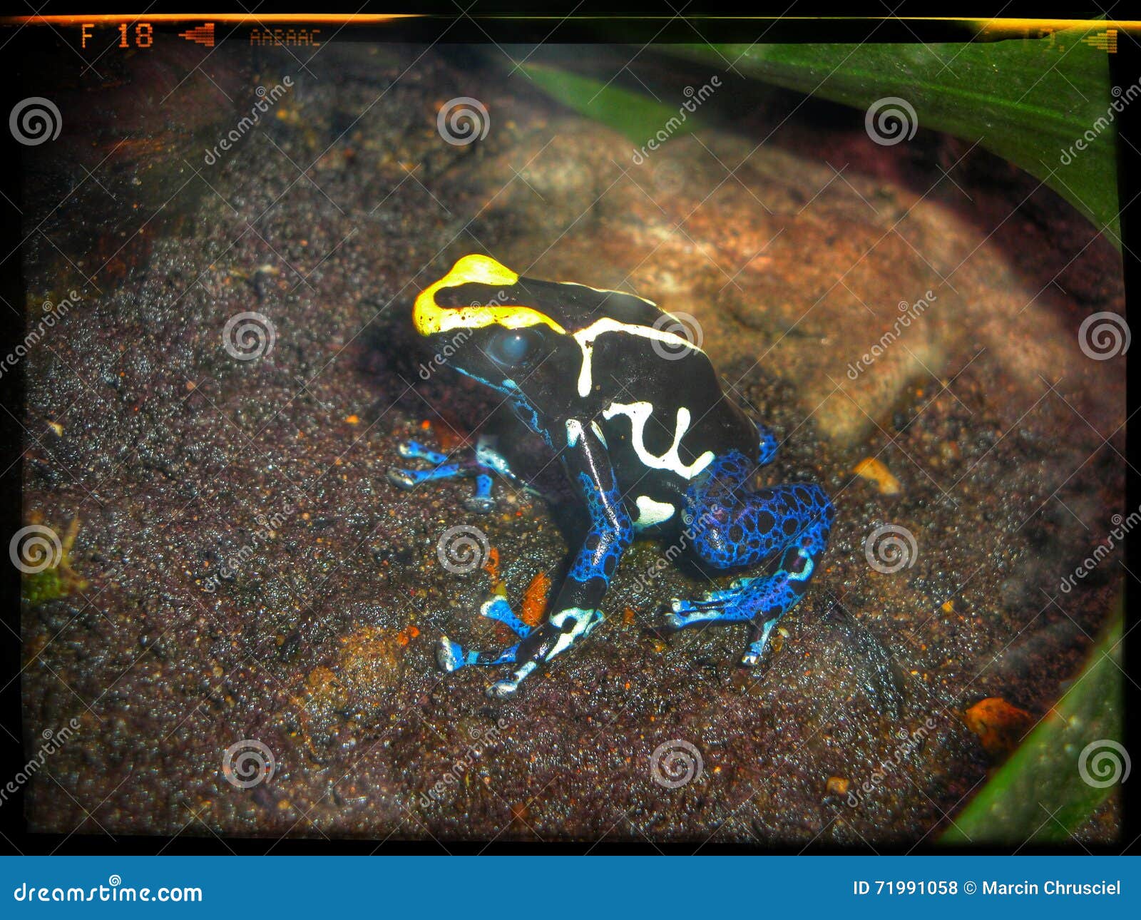 The Frog stock photo. Image of park, funky, southapton - 71991058