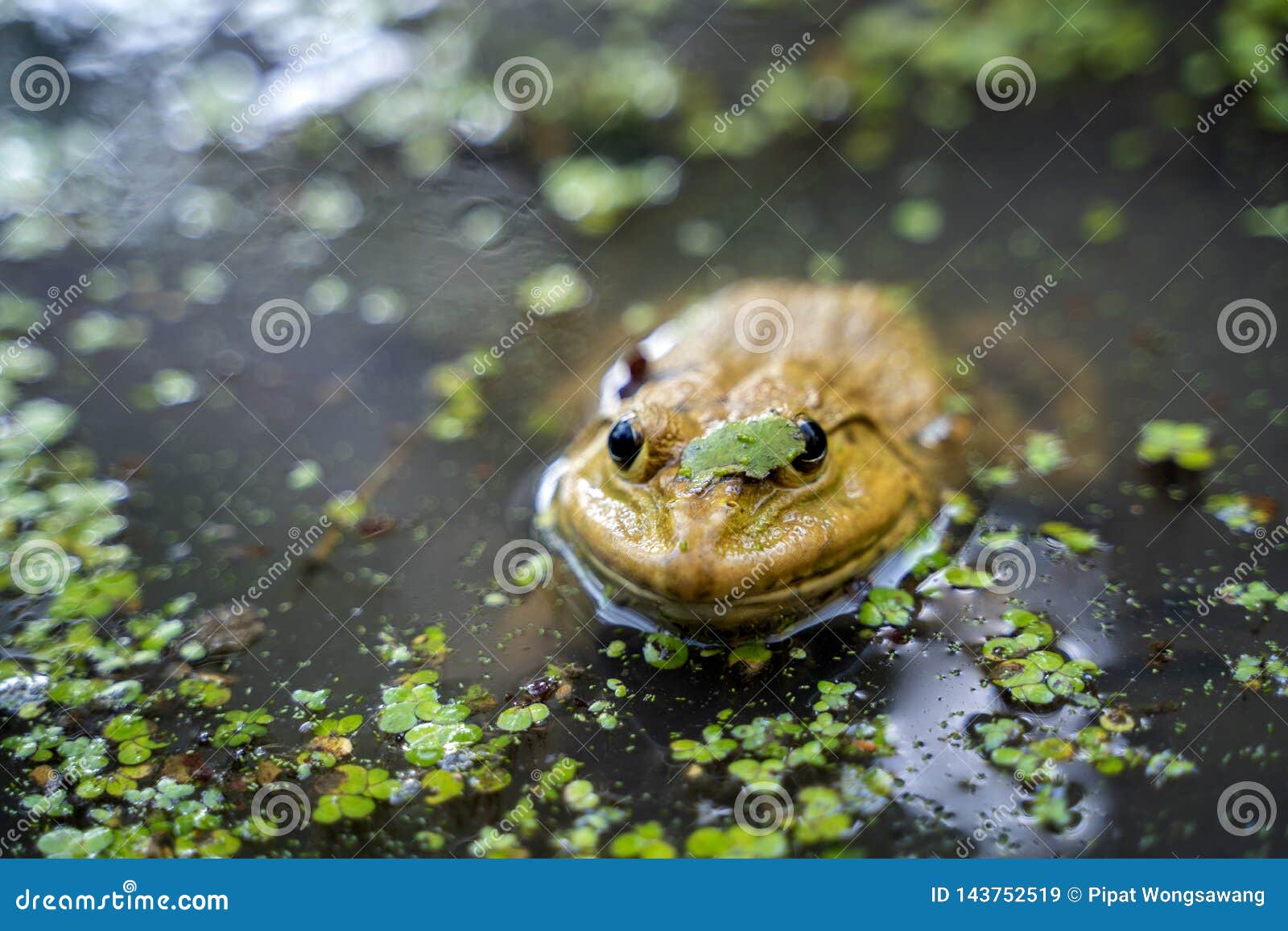 The Frog Lives in the Swamp, Using a Duckweed To Camouflage Stock Image ...