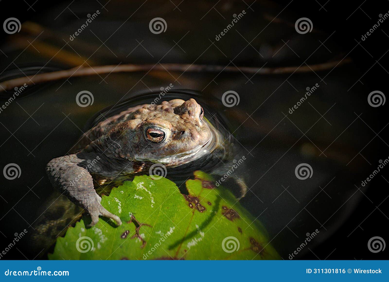 Frog Living in Lake Hoehenfeld, Cologne, Germany Stock Photo - Image of ...