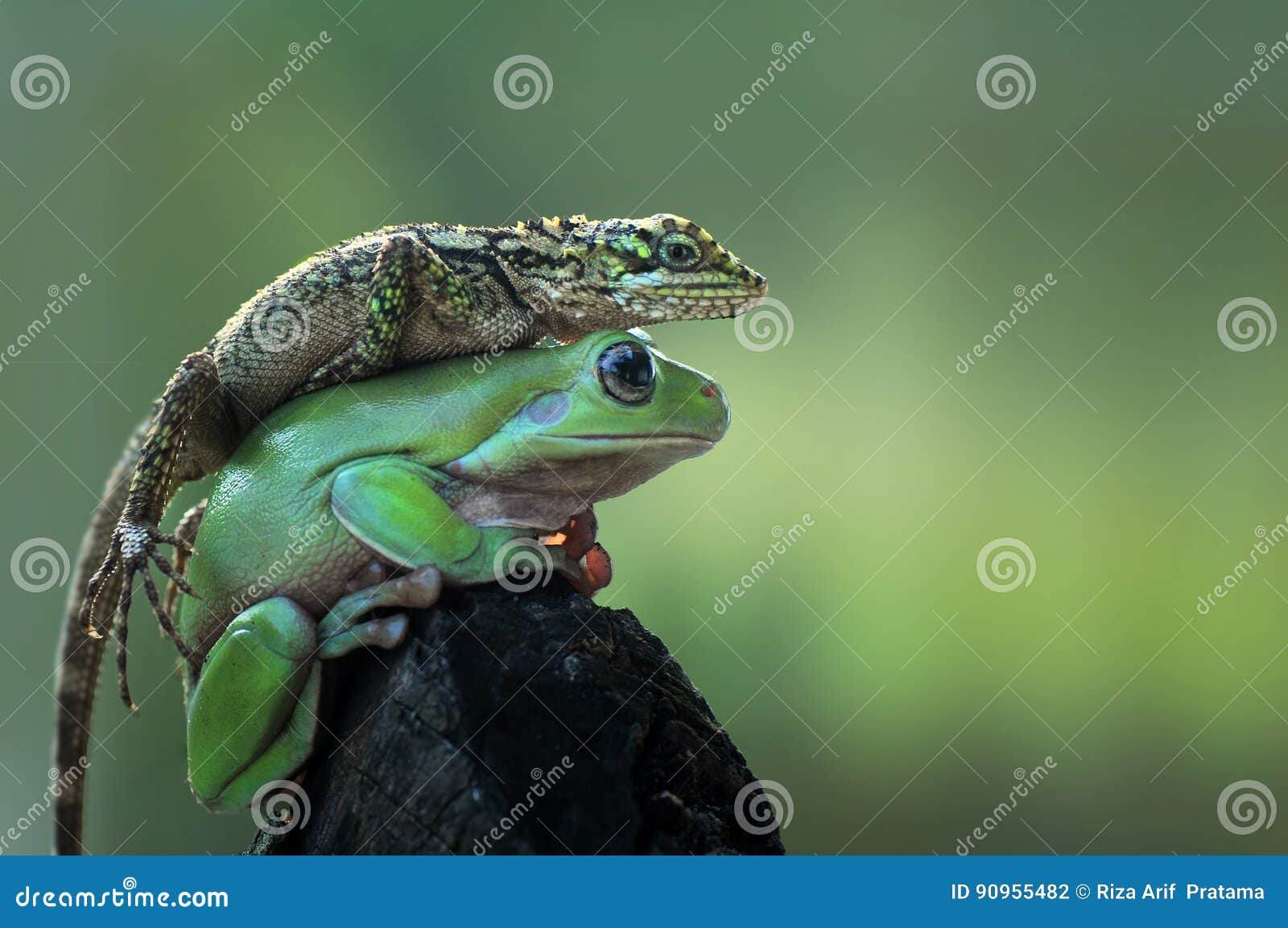 Frog and Lizard stock photo. Image of life, eyes, head - 90955482