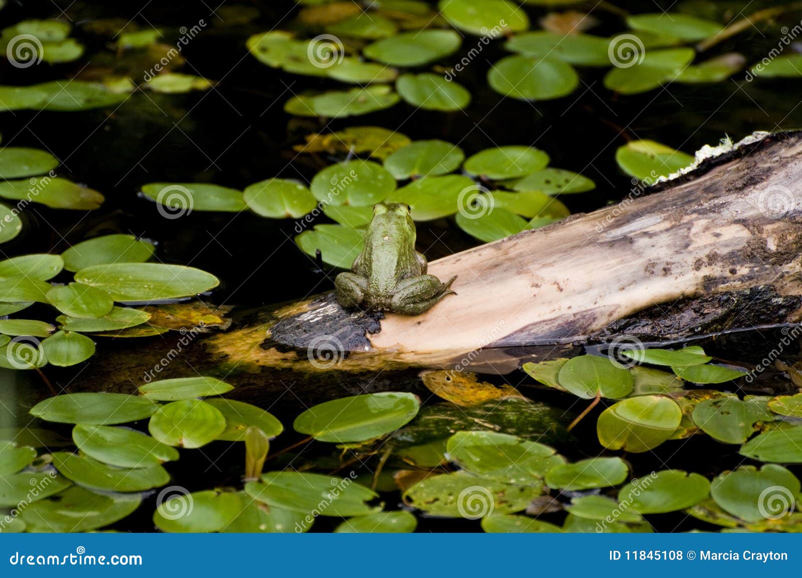 Frog on log stock photo. Image of frog, aquatic, animal - 11845108