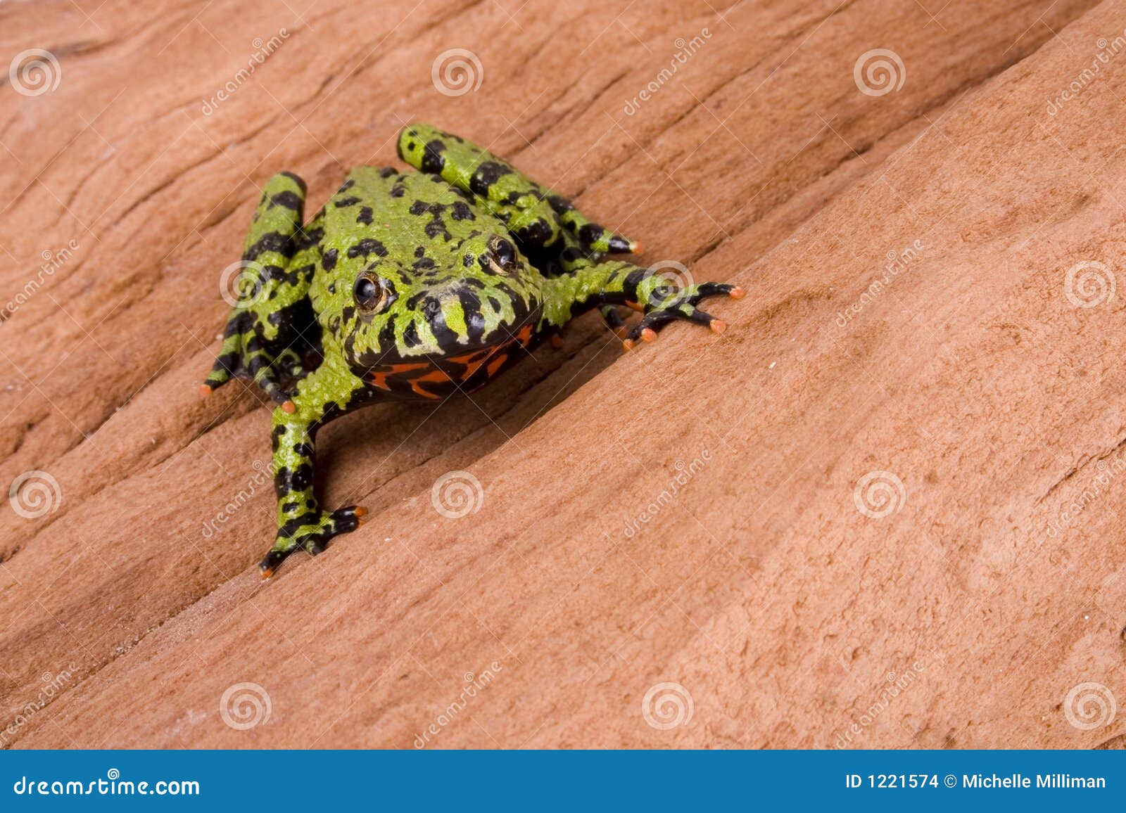 Frog on a Log stock photo. Image of eyes, jumps, belly - 1221574