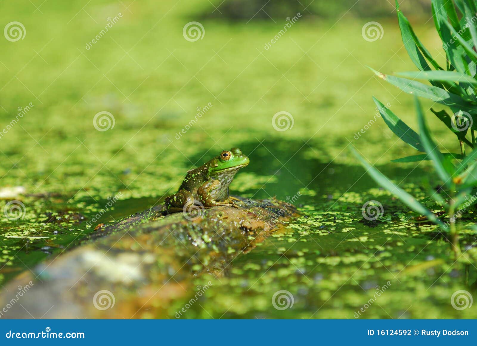 Frog on a Log stock photo. Image of wetland, animal, habitat - 16124592