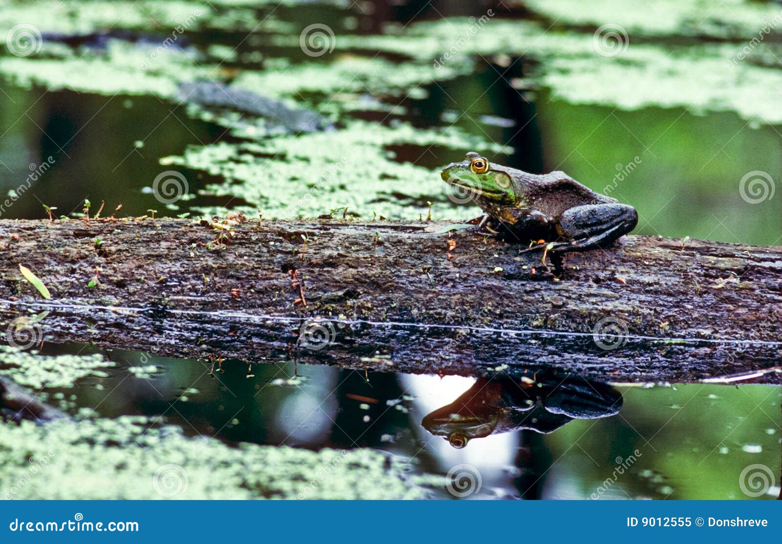 Frog on a log stock image. Image of nature, wildlife, swamp - 9012555