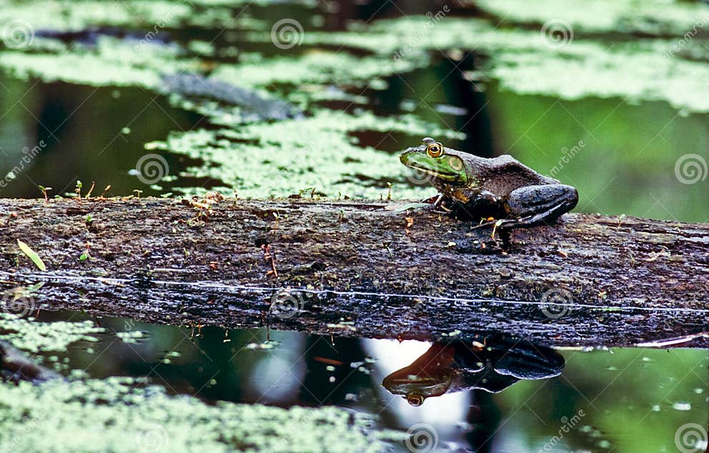 Frog on a log stock image. Image of nature, wildlife, swamp - 9012555