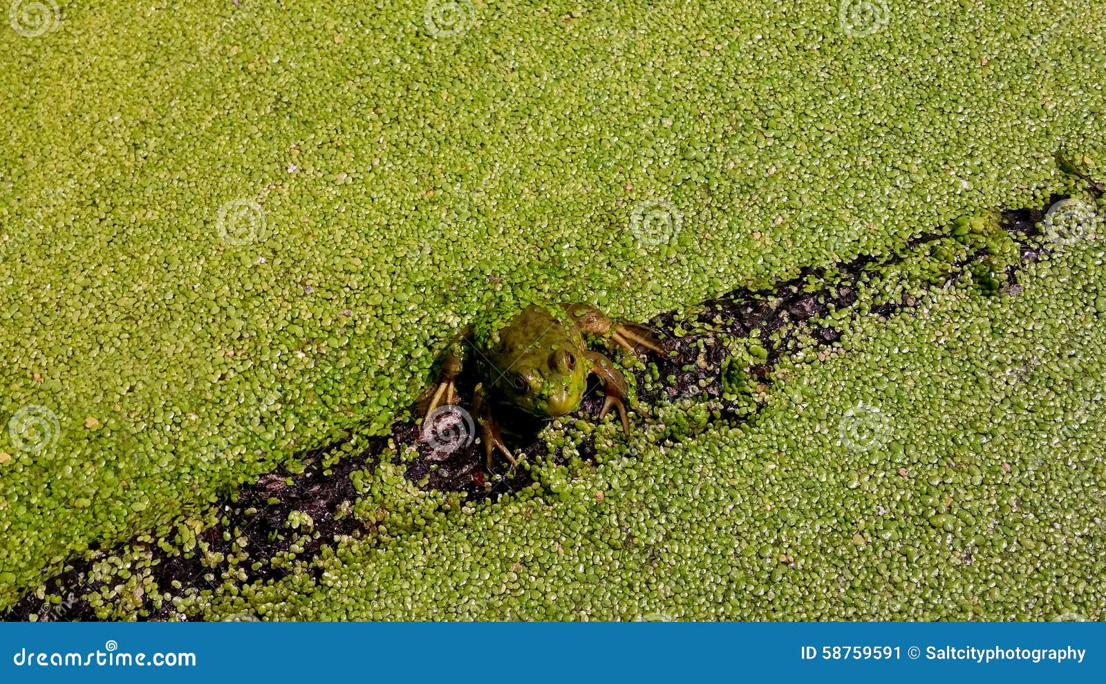 Frog & Log stock image. Image of lake, colorful, light - 58759591
