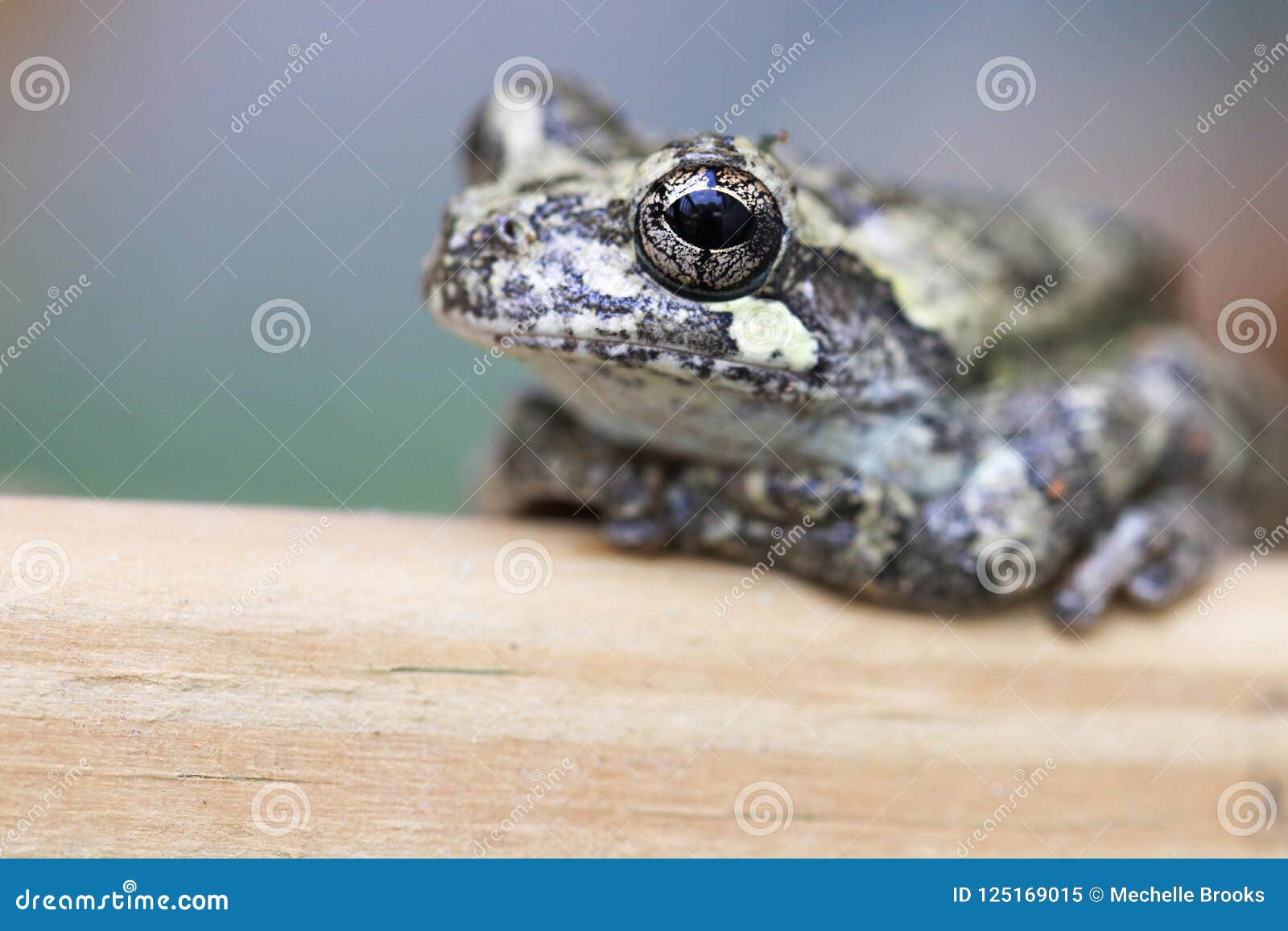 Frog looking at camera stock image. Image of bull, nature - 125169015