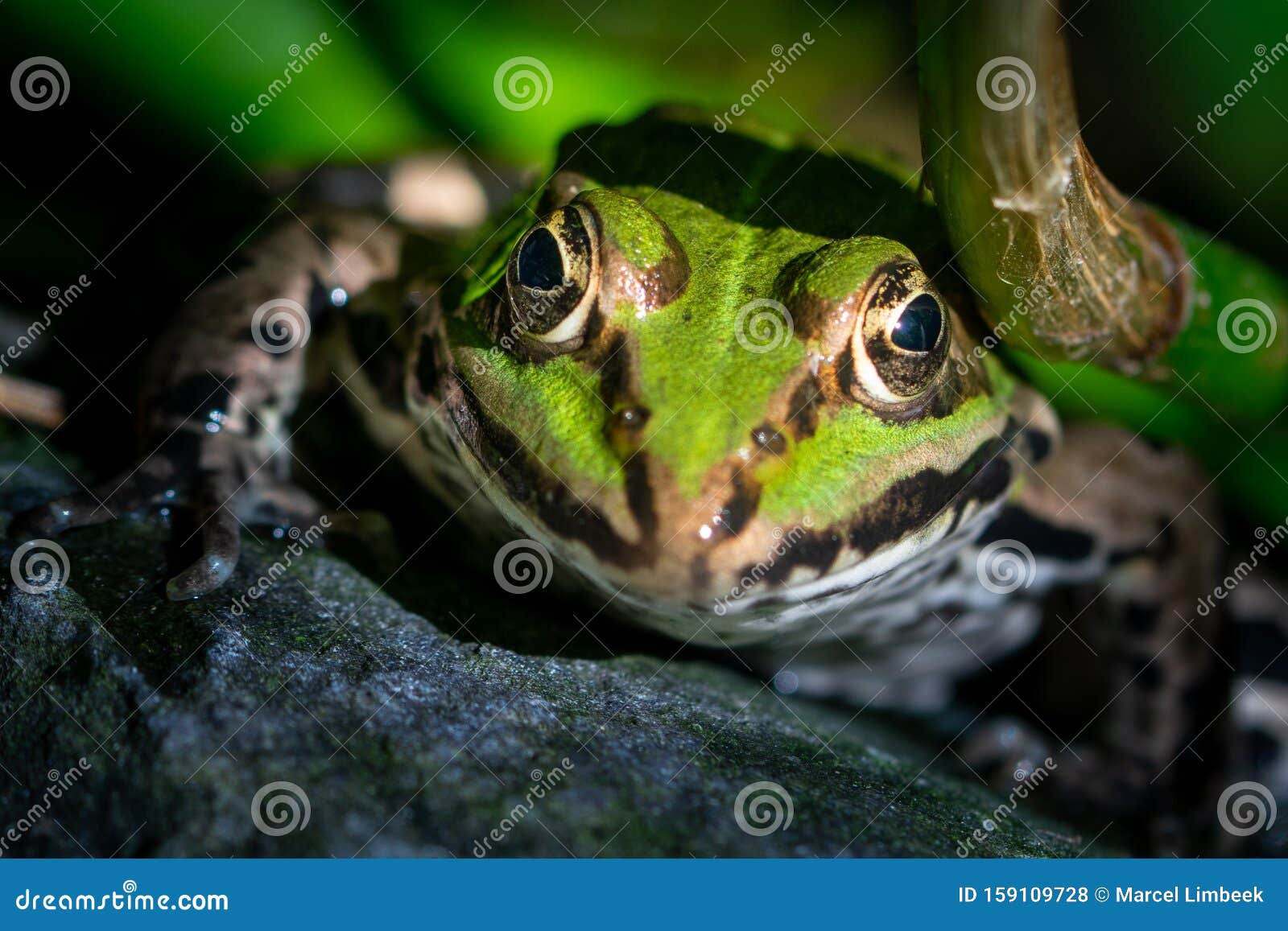 Frog closeup great eyes stock photo. Image of amphibians - 159109728