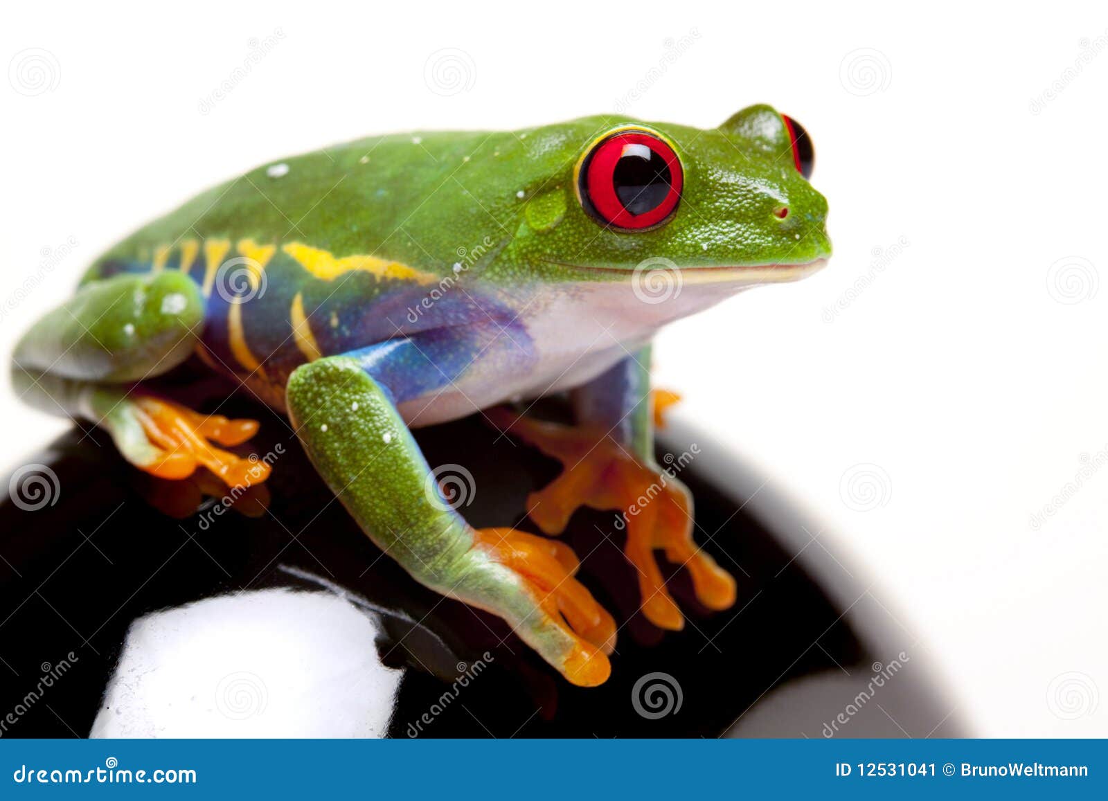 Frog Looking for You stock image. Image of looking, portrait - 12531041