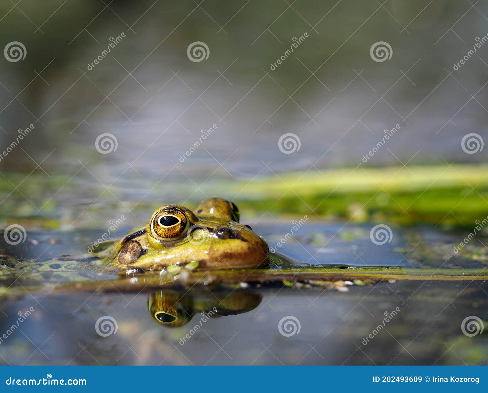 Frog Looks Out of the Water. Portrait of a Frog Stock Image - Image of ...