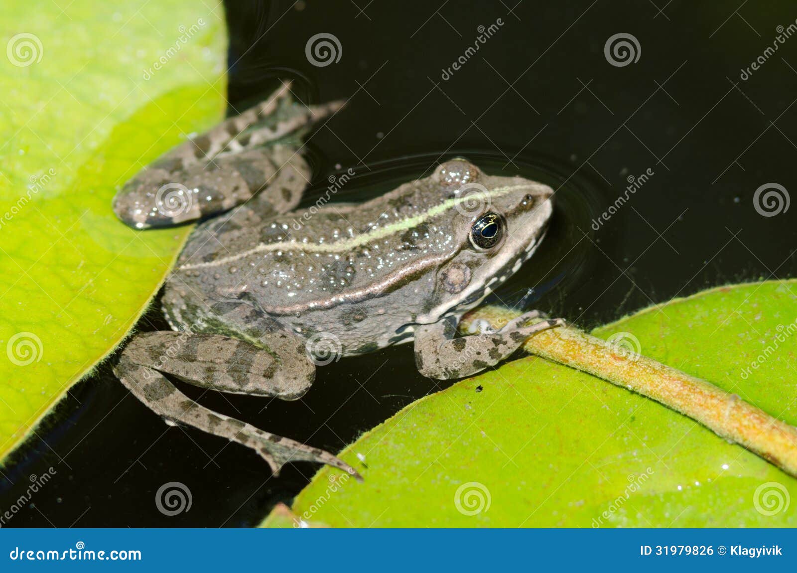 Frog on a lotus flower stock photo. Image of green, finger - 31979826