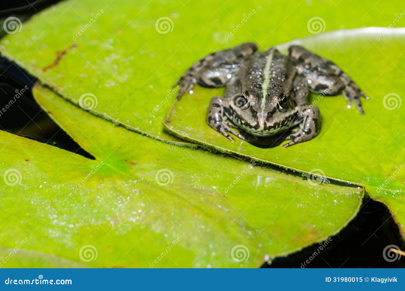 Frog on a lotus flower stock image. Image of sitting - 31980015