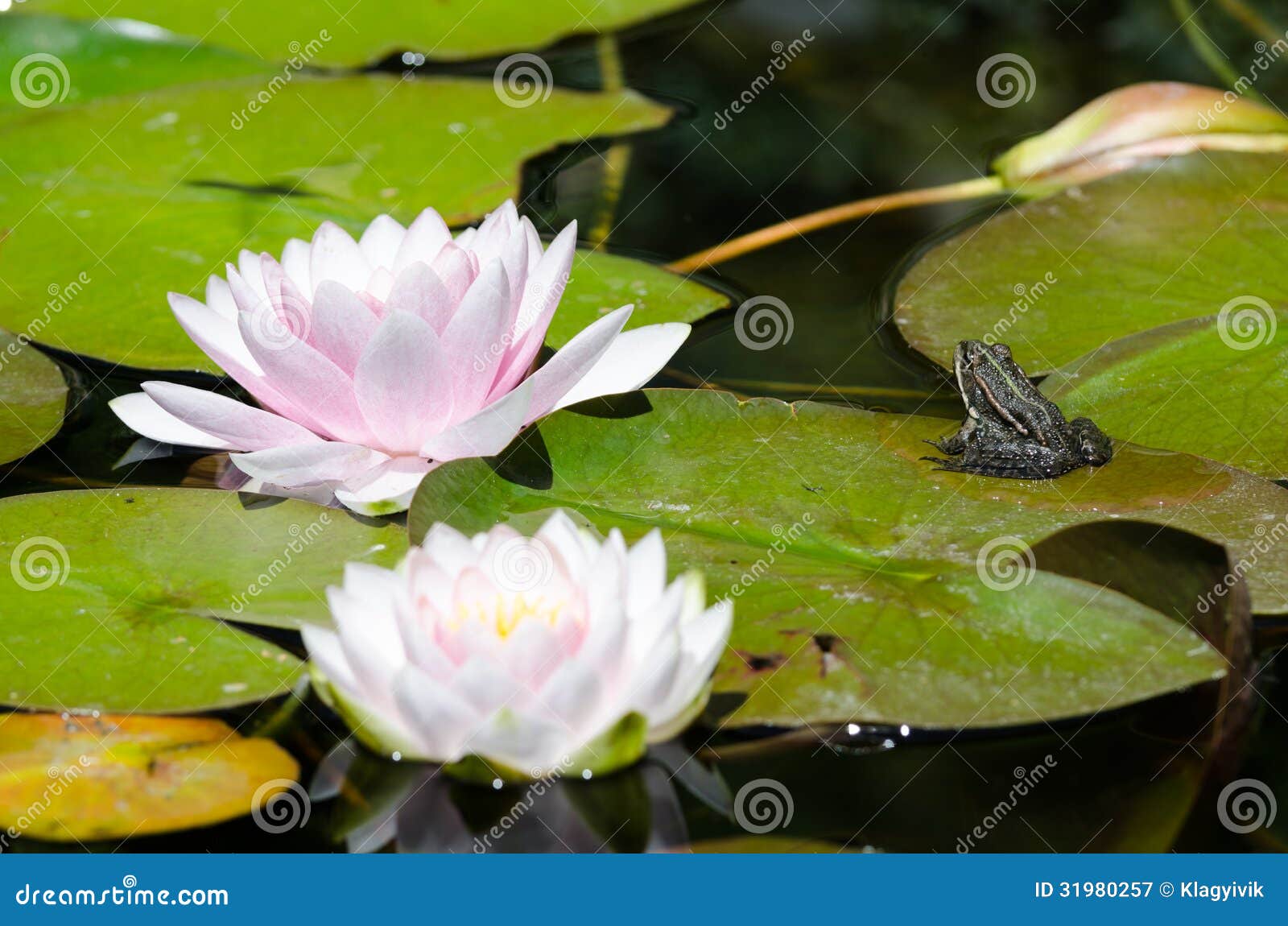 Frog on a lotus flower stock image. Image of summer, lillie - 31980257
