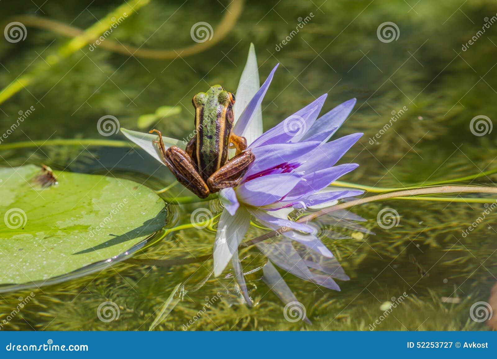 Frog on a lotus flower stock image. Image of bunch, blue - 52253727