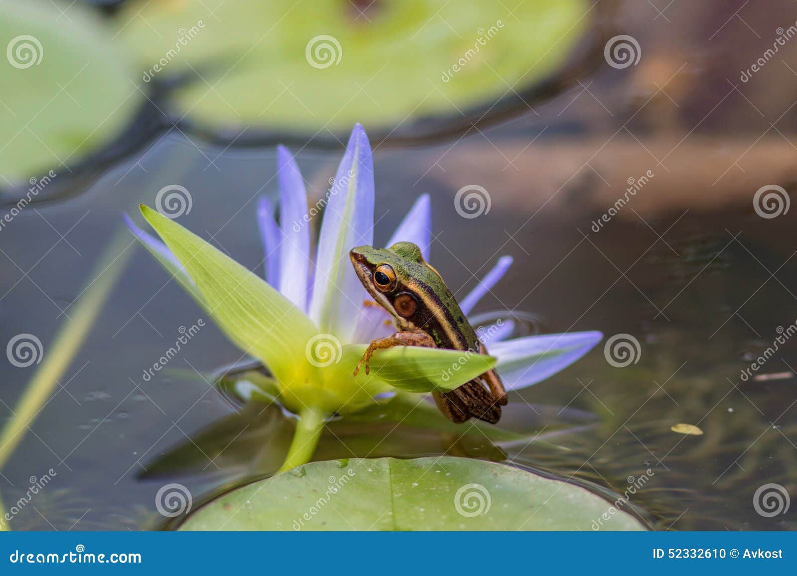 Frog on a lotus flower stock photo. Image of small, caerulea - 52332610