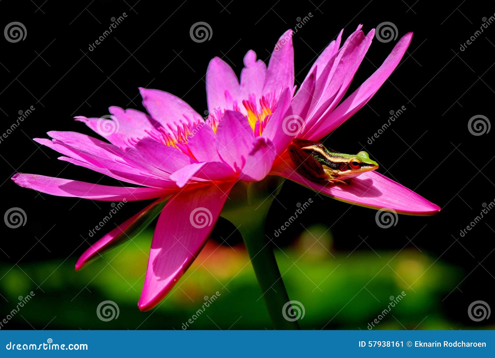 Frog on lotus stock image. Image of floral, nature, biology - 57938161