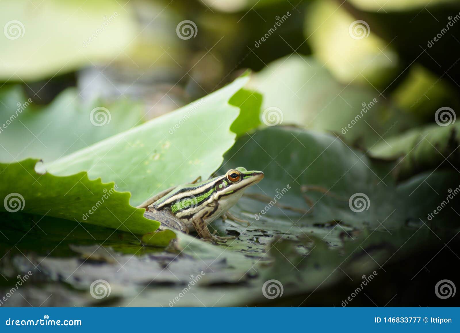 Frog on lotus leaf stock image. Image of jungle, beautiful - 146833777