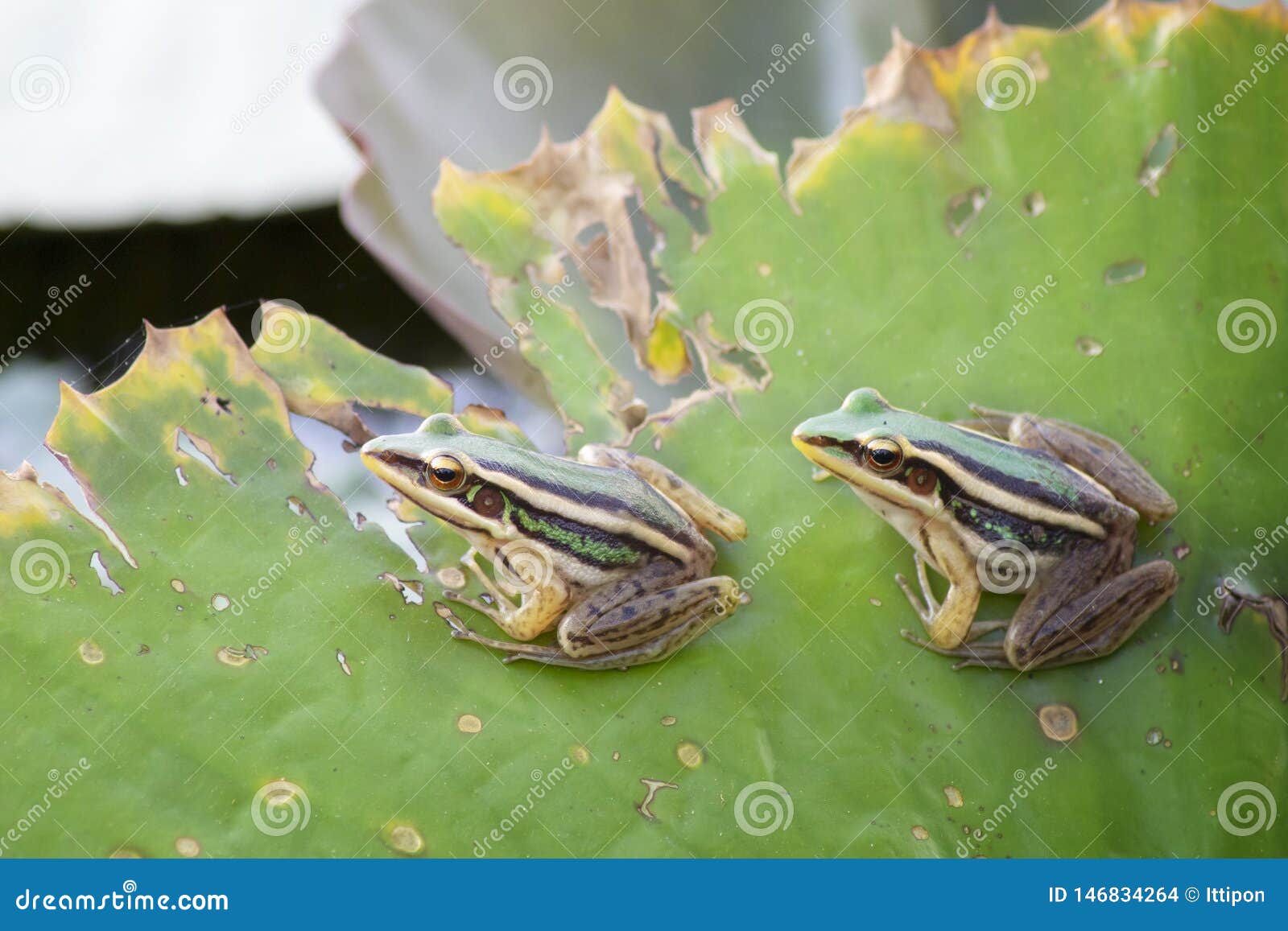Frog on lotus leaf stock photo. Image of beautiful, natural - 146834264
